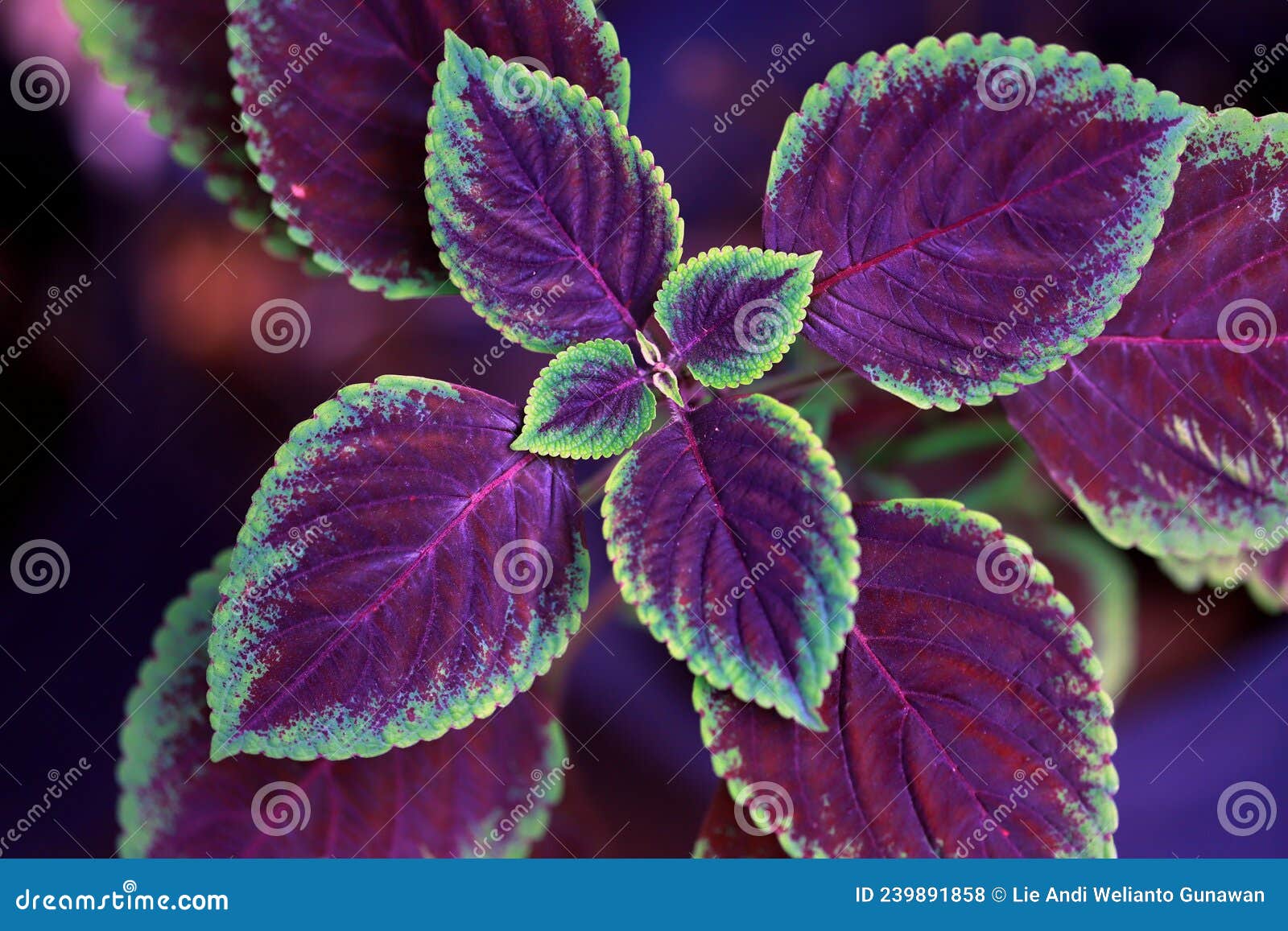 Coleus Aka Miana Leaves Pattern Stock Photo - Image of beauty, leaf ...