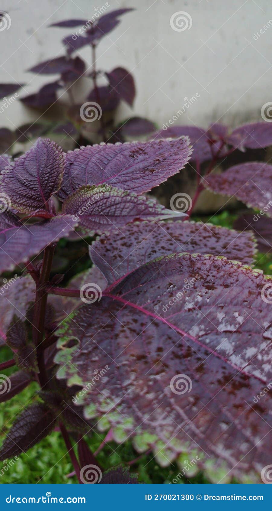 Coleus atropurpureus plant stock photo. Image of coleus - 270021300