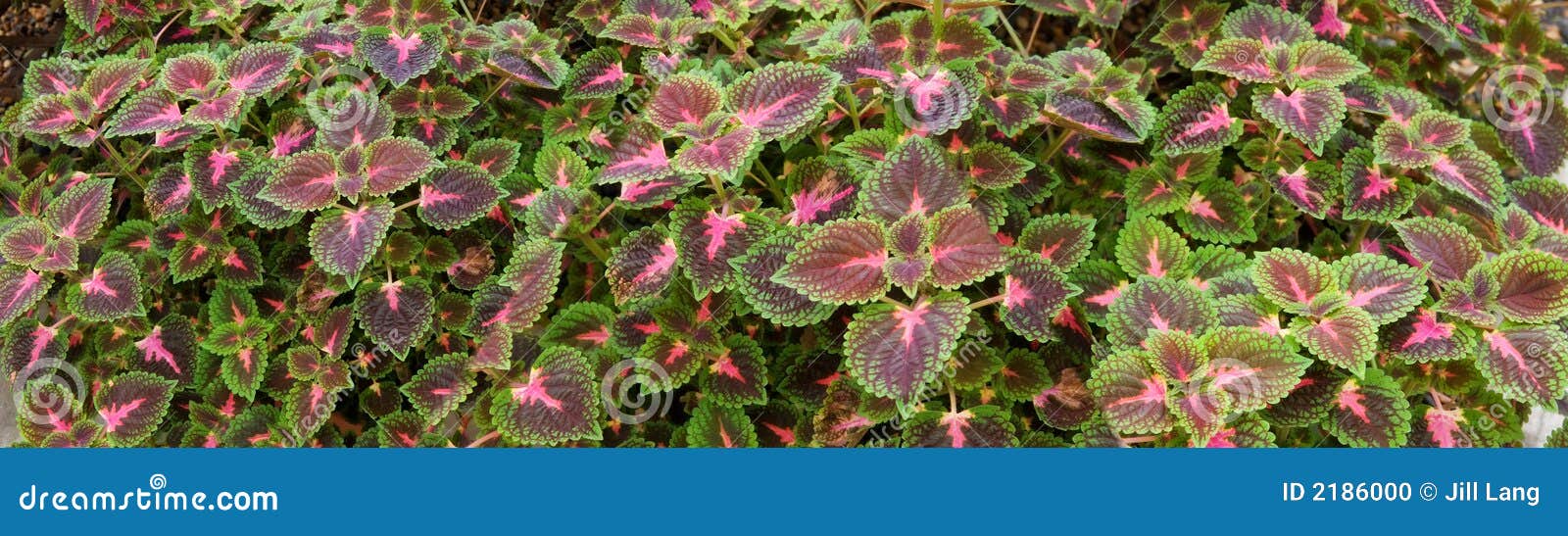 Coleus Background stock photo. Image of beautiful, planting - 2186000