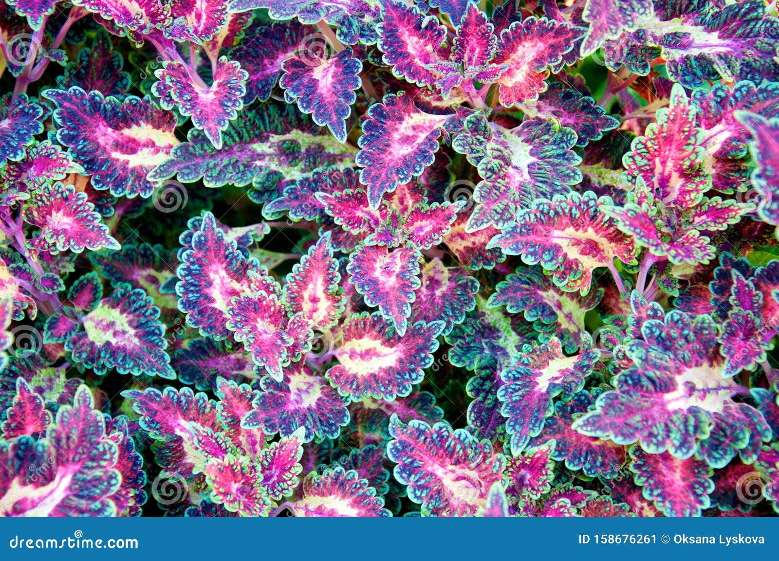 Coleus Background Stock Photography | CartoonDealer.com #2186000