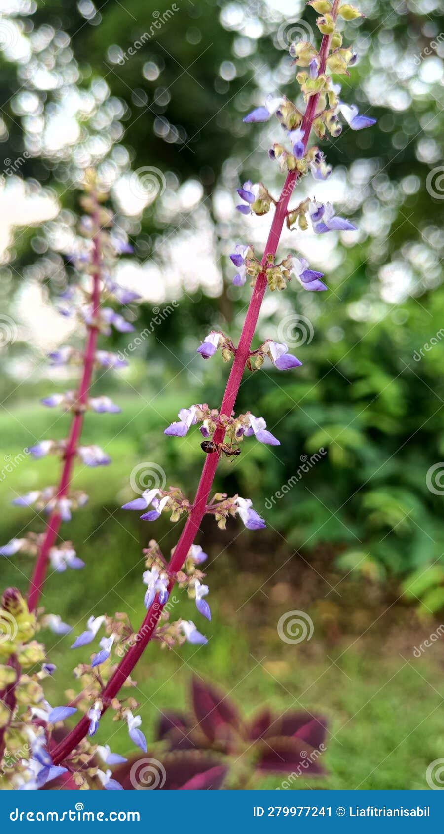 Coleus Barbatus stock image. Image of barbatus, plants - 279977241