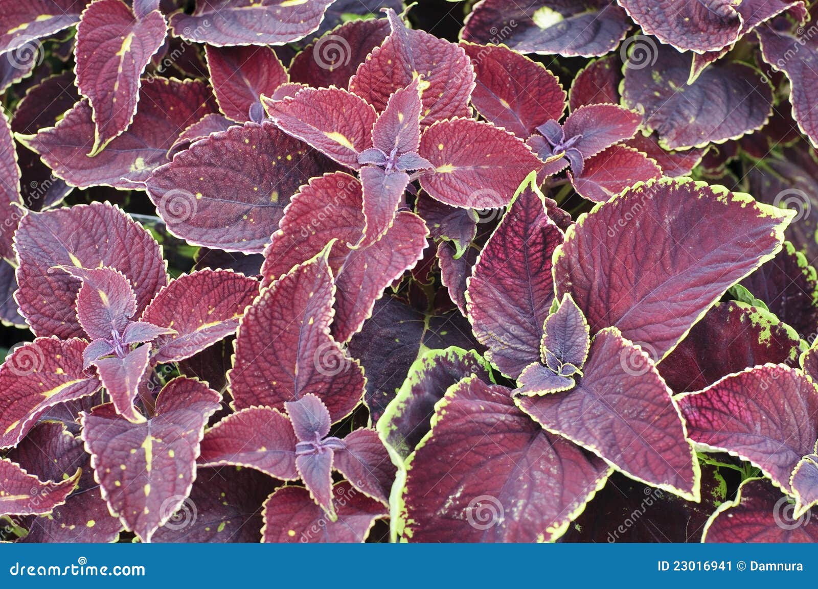 Coleus blumei stock image. Image of flower, purple, plant - 23016941