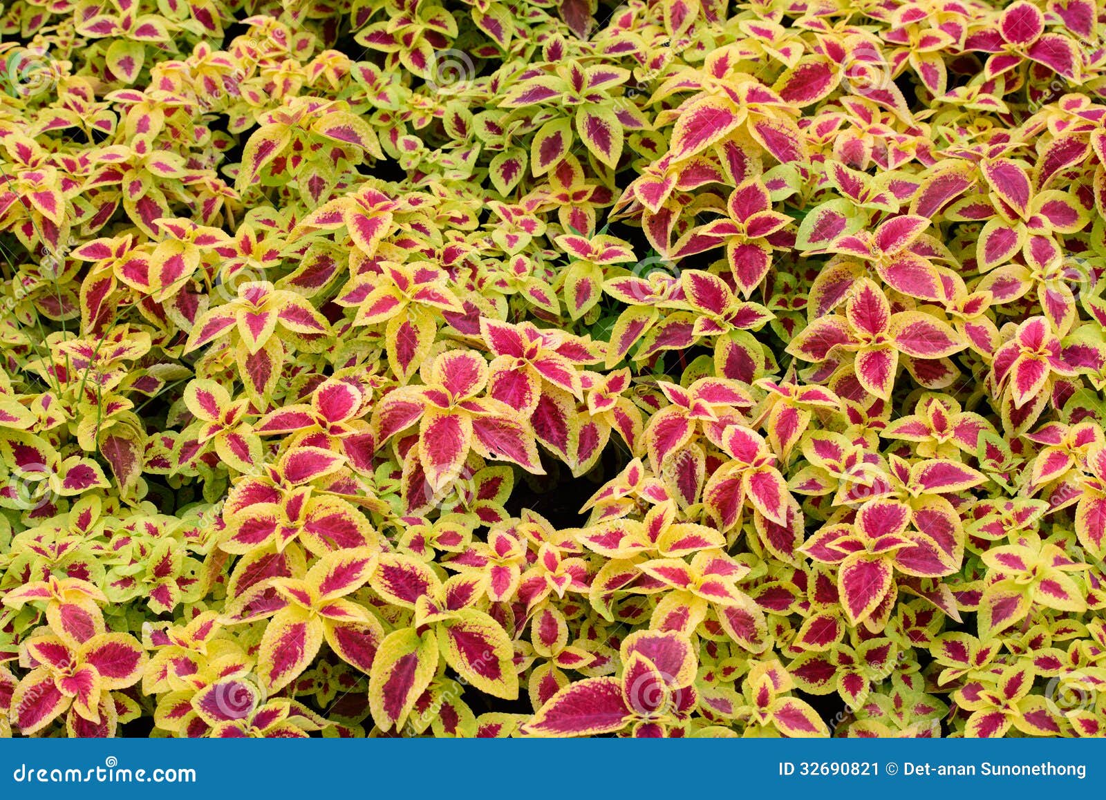 Coleus blumei field stock image. Image of color, field - 32690821