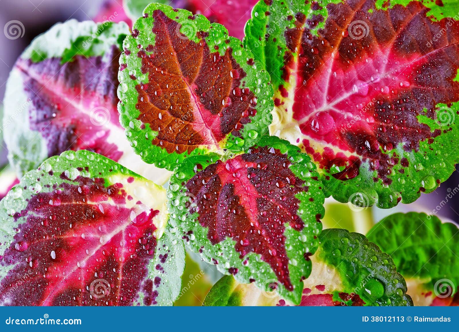 Coleus blumei with flower stock image. Image of coleus - 38012113