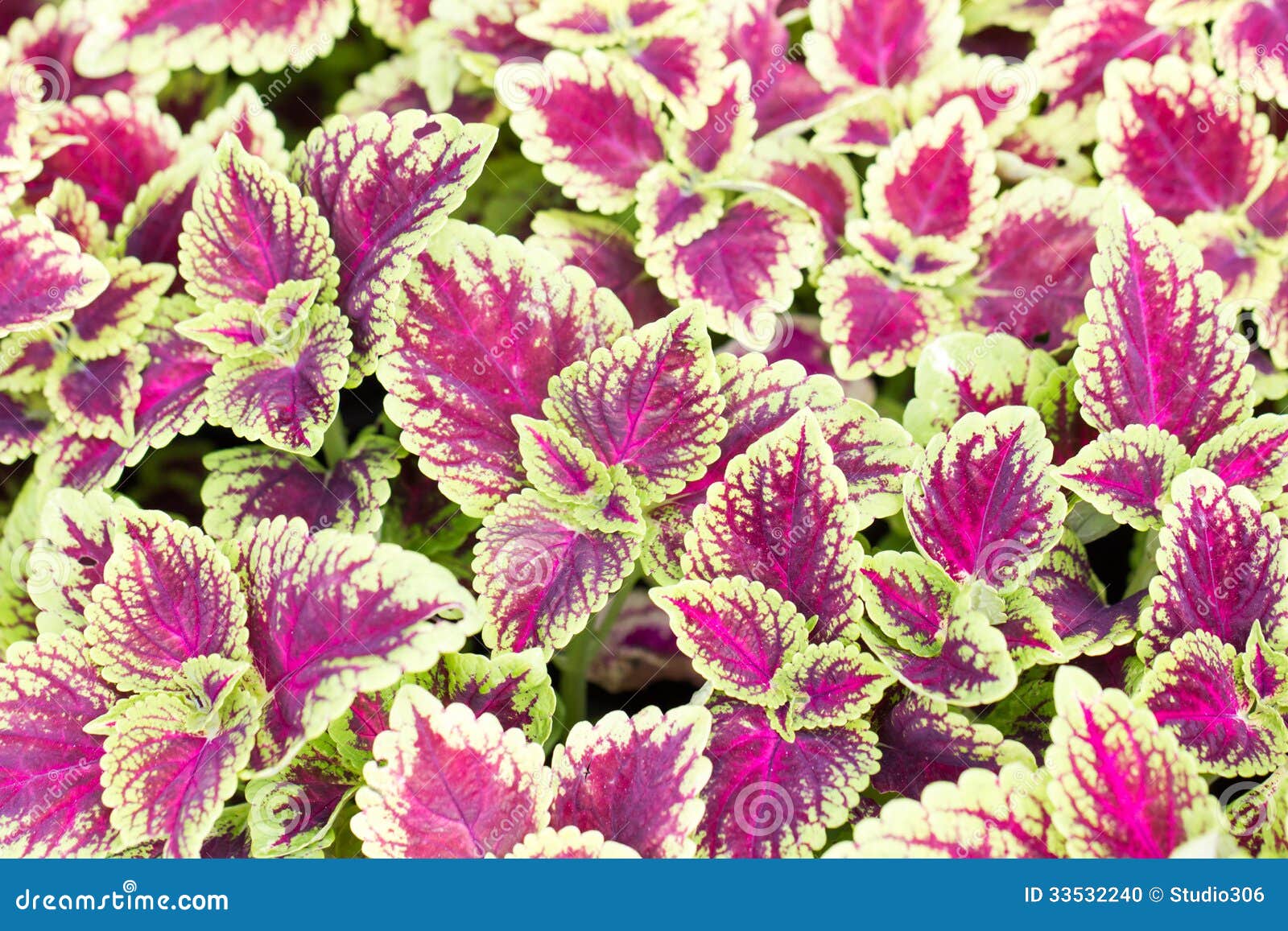 Coleus blumei stock photo. Image of nature, mint, pattern - 33532240