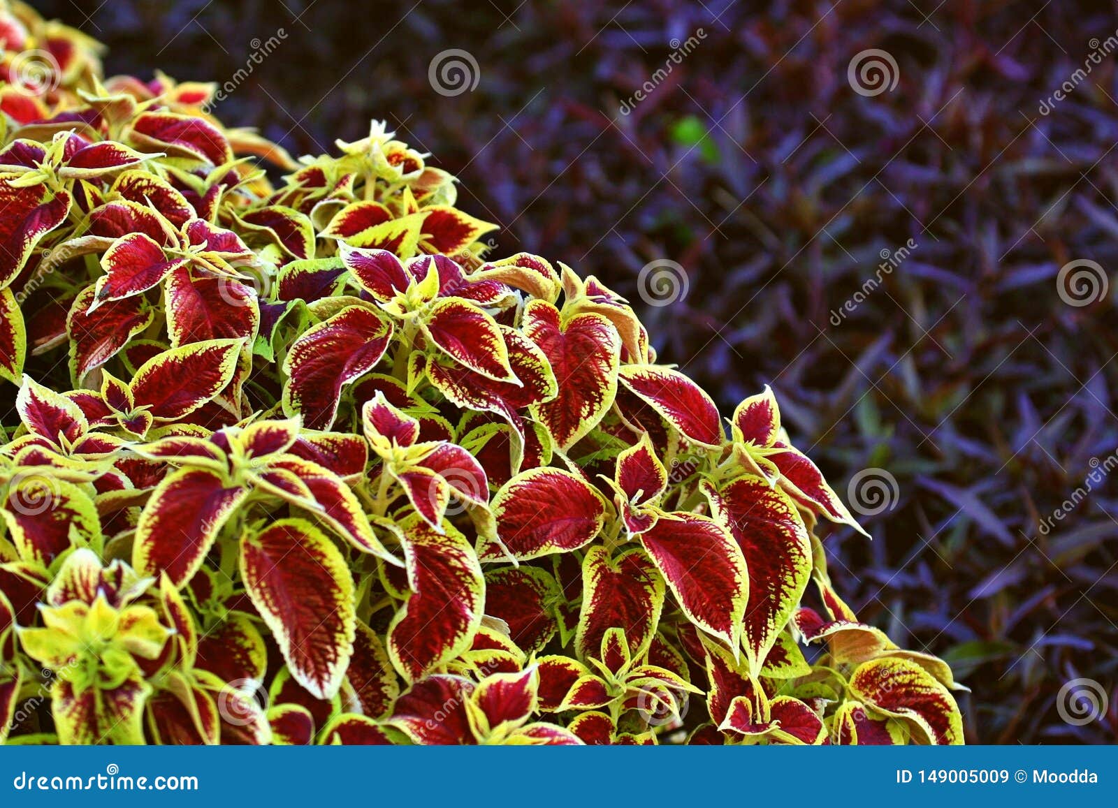 Coleus Blumei red. stock image. Image of bunch, meadow - 149005009