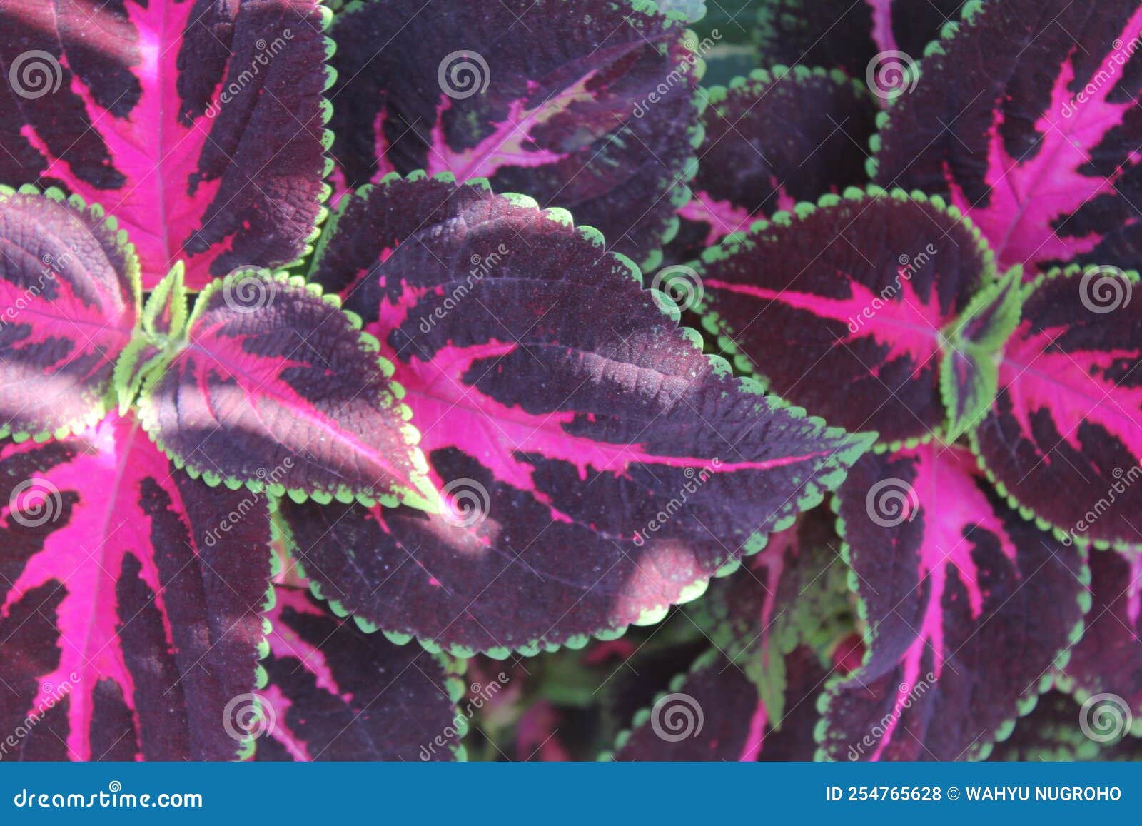 Coleus Burgundy Grow in the Garden Stock Photo - Image of tree, produce ...