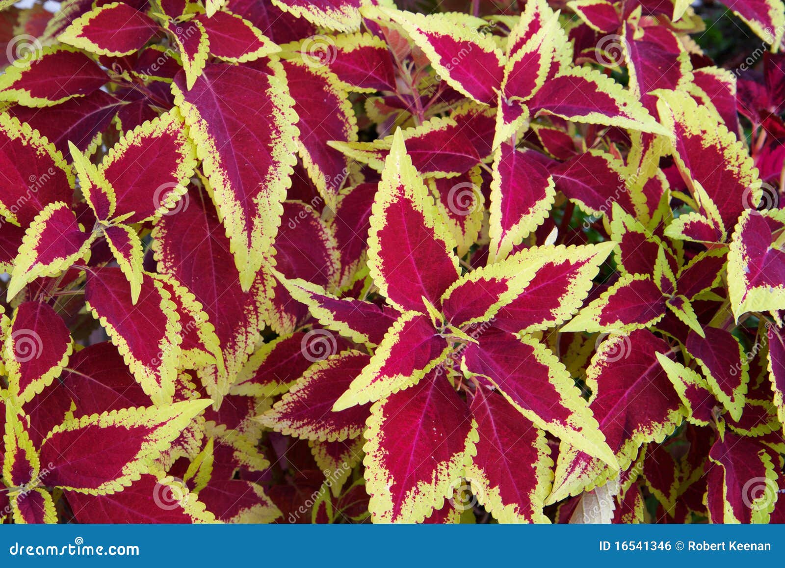 Coleus bush stock photo. Image of bright, fall, botanic - 16541346