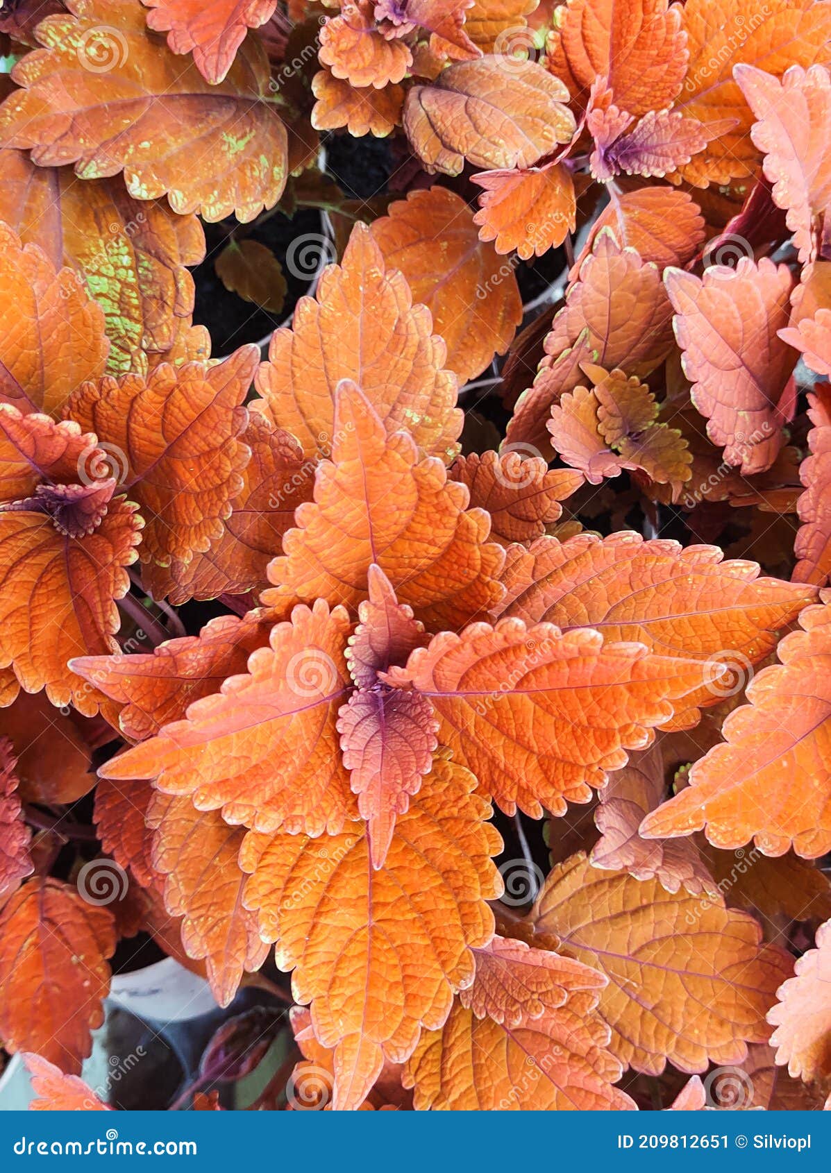 Coleus Campfire, Reddish-colored Garden Foliage Stock Image - Image of ...