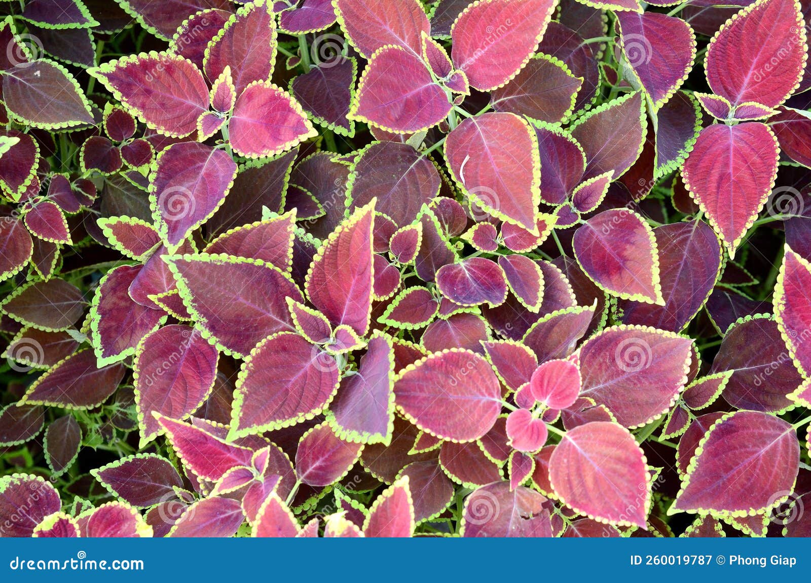 Coleus stock image. Image of abstract, background, soil - 260019787