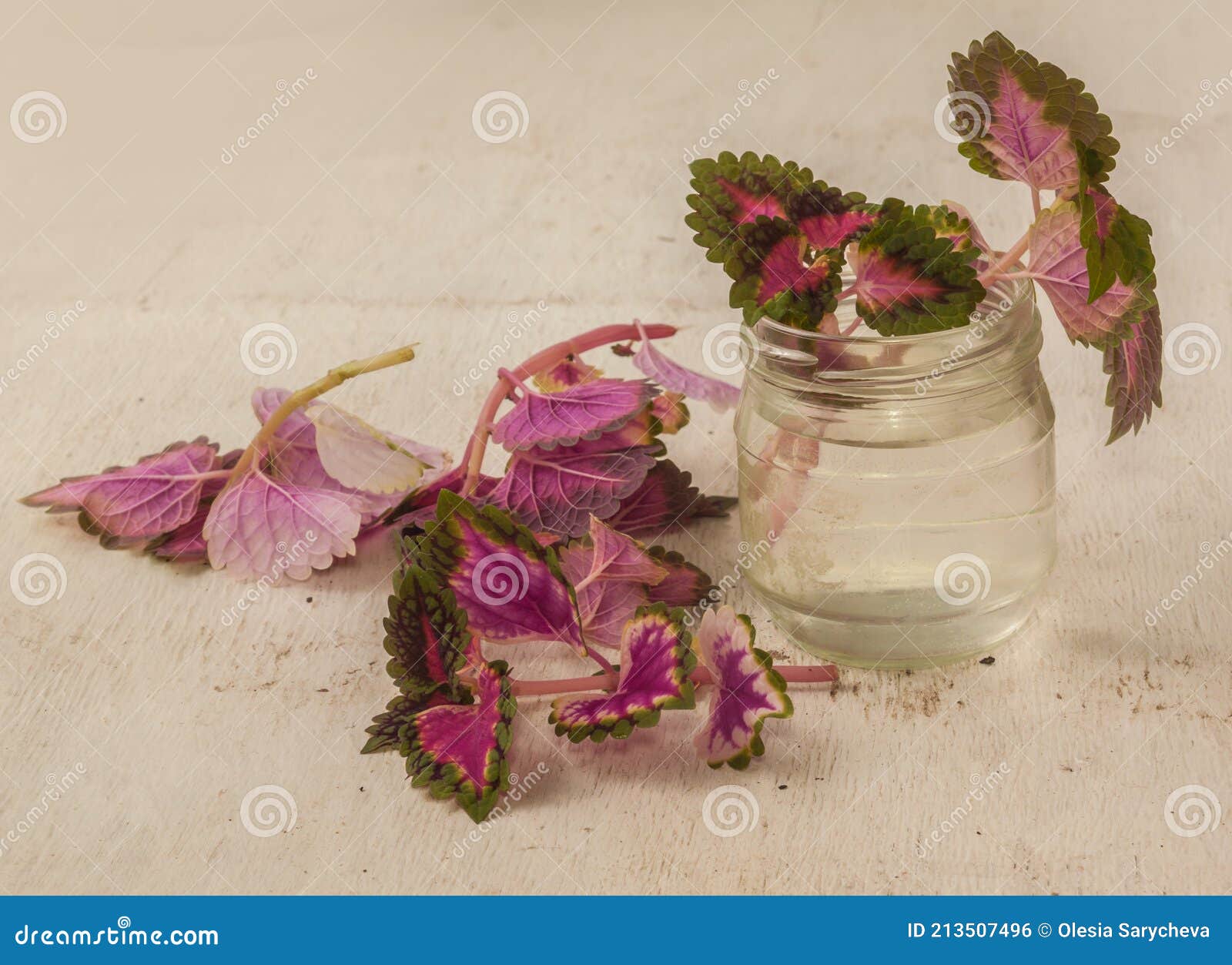 Coleus Cuttings for Planting Stock Photo - Image of brown, pink: 213507496