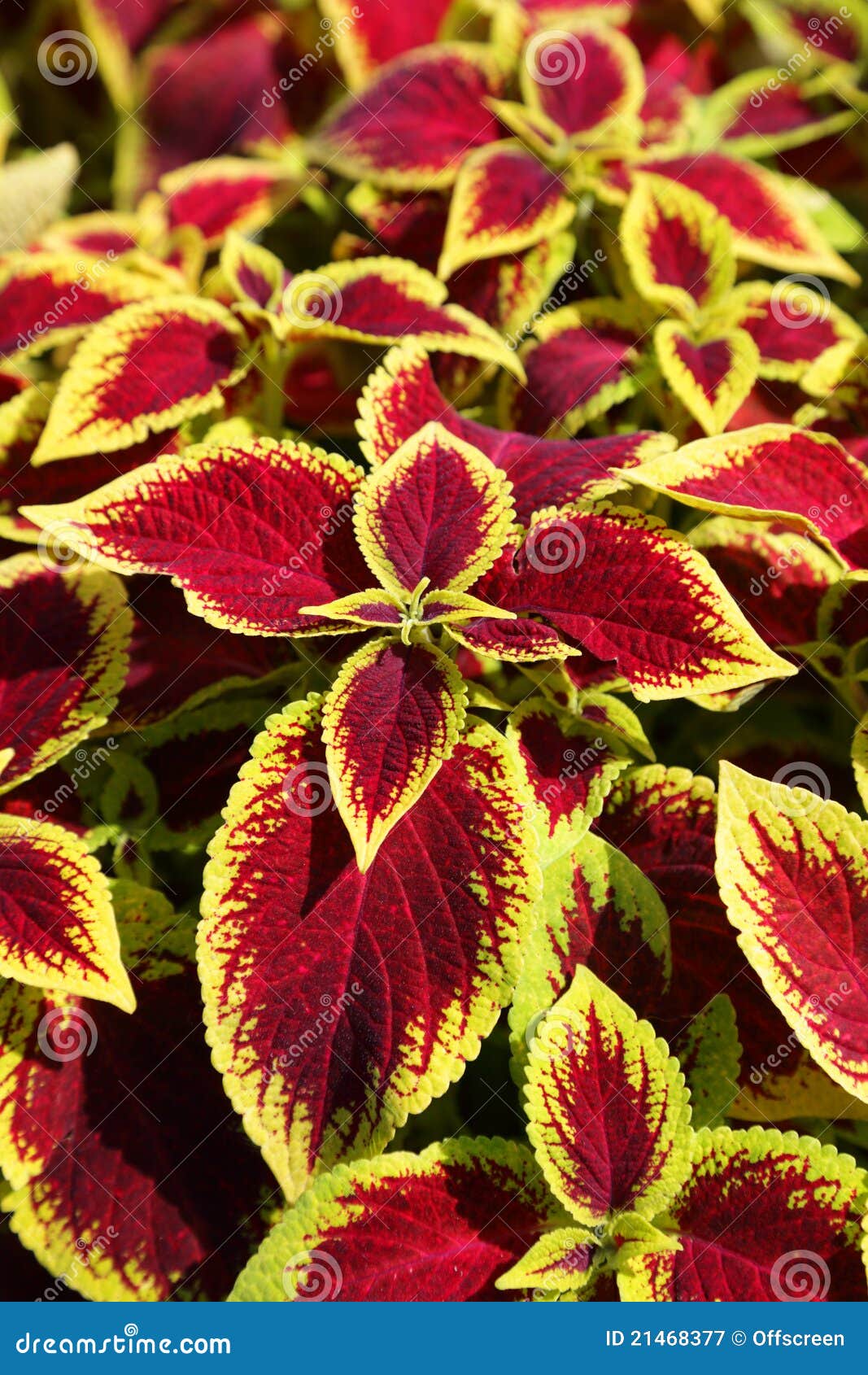Coleus flower stock image. Image of lush, plant, coleus - 21468377