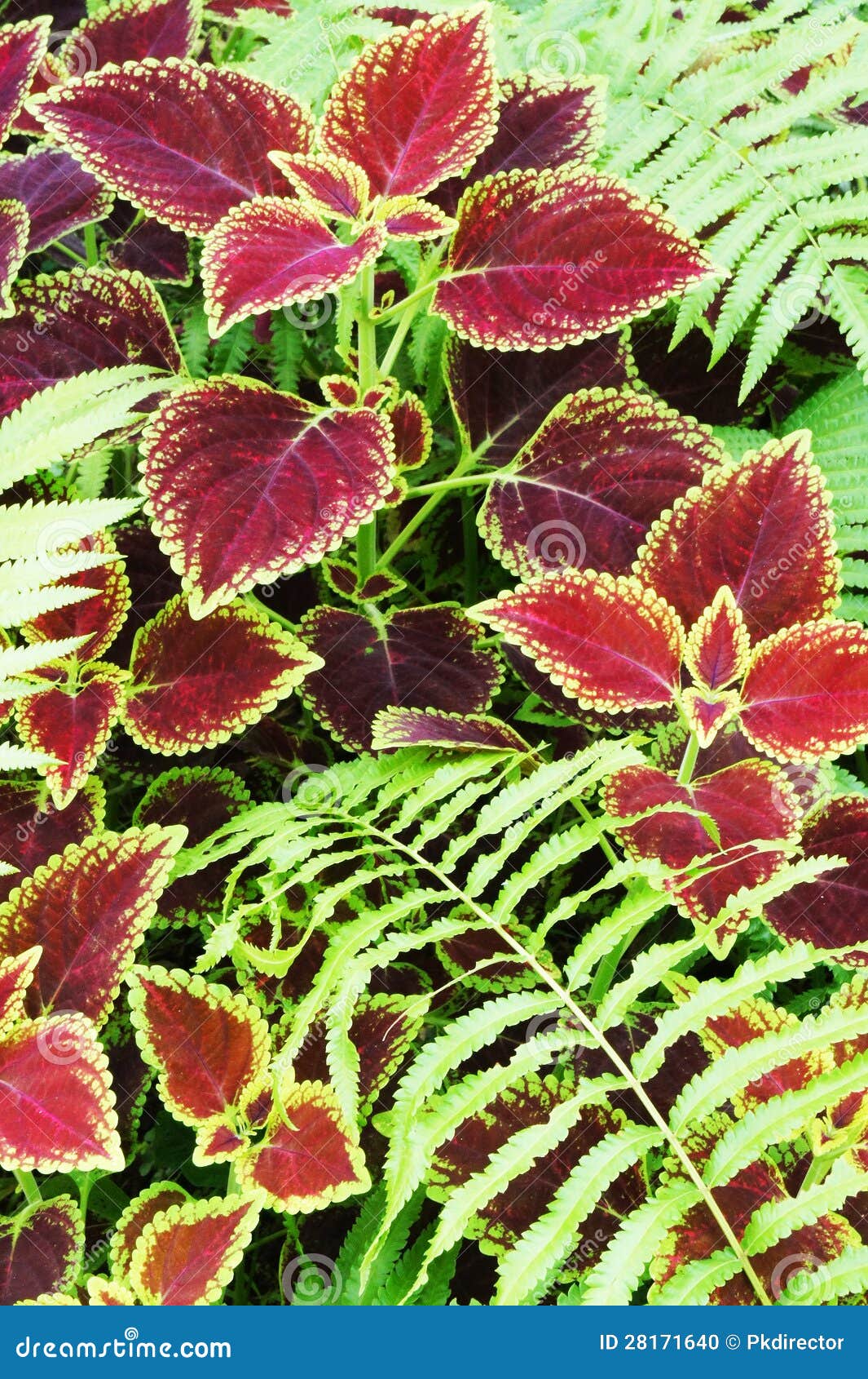 Coleus flower stock photo. Image of growth, closeup, flower - 28171640