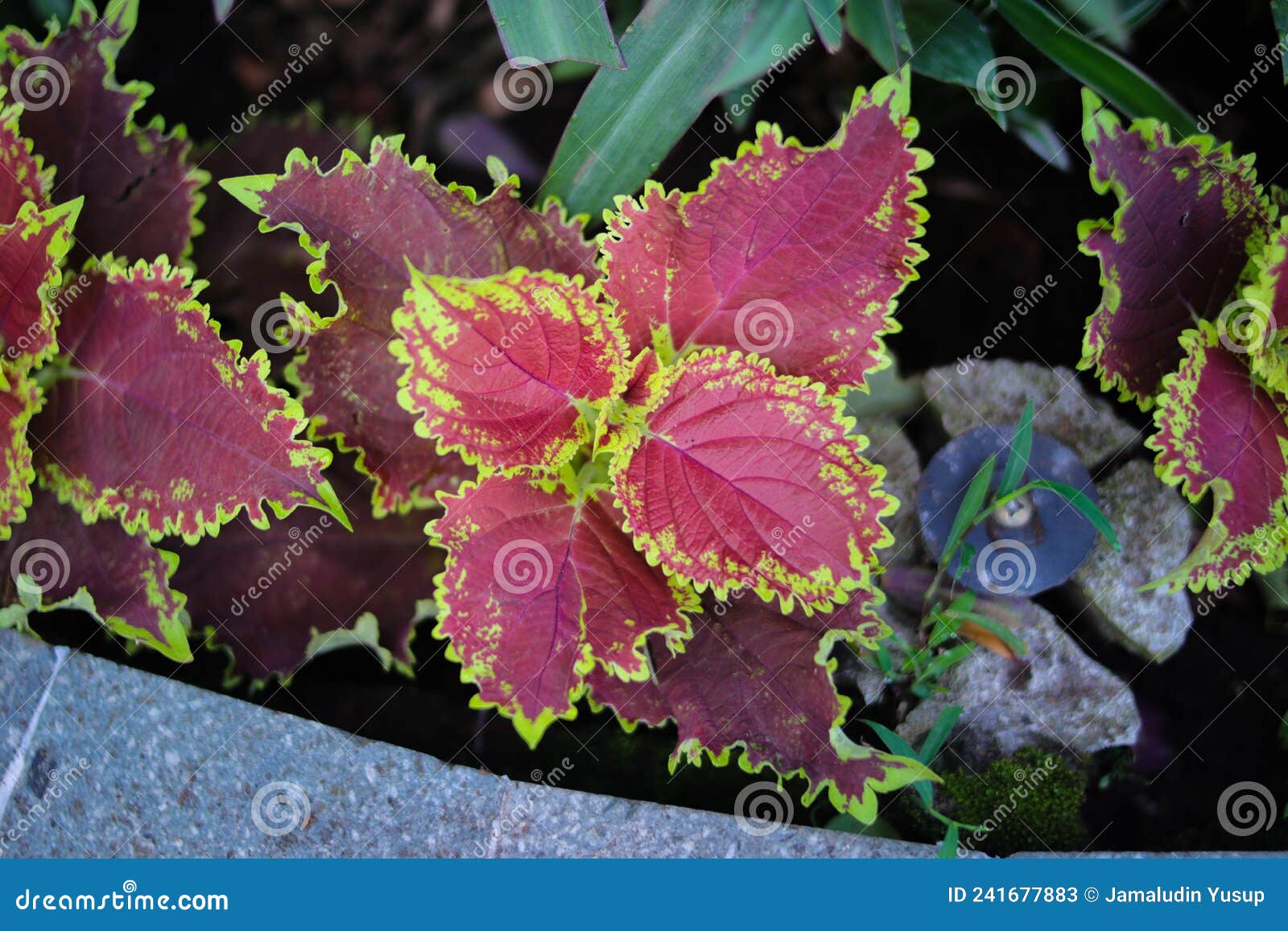Coleus Flower Background with Beautiful Variegated Leaves Stock Image ...