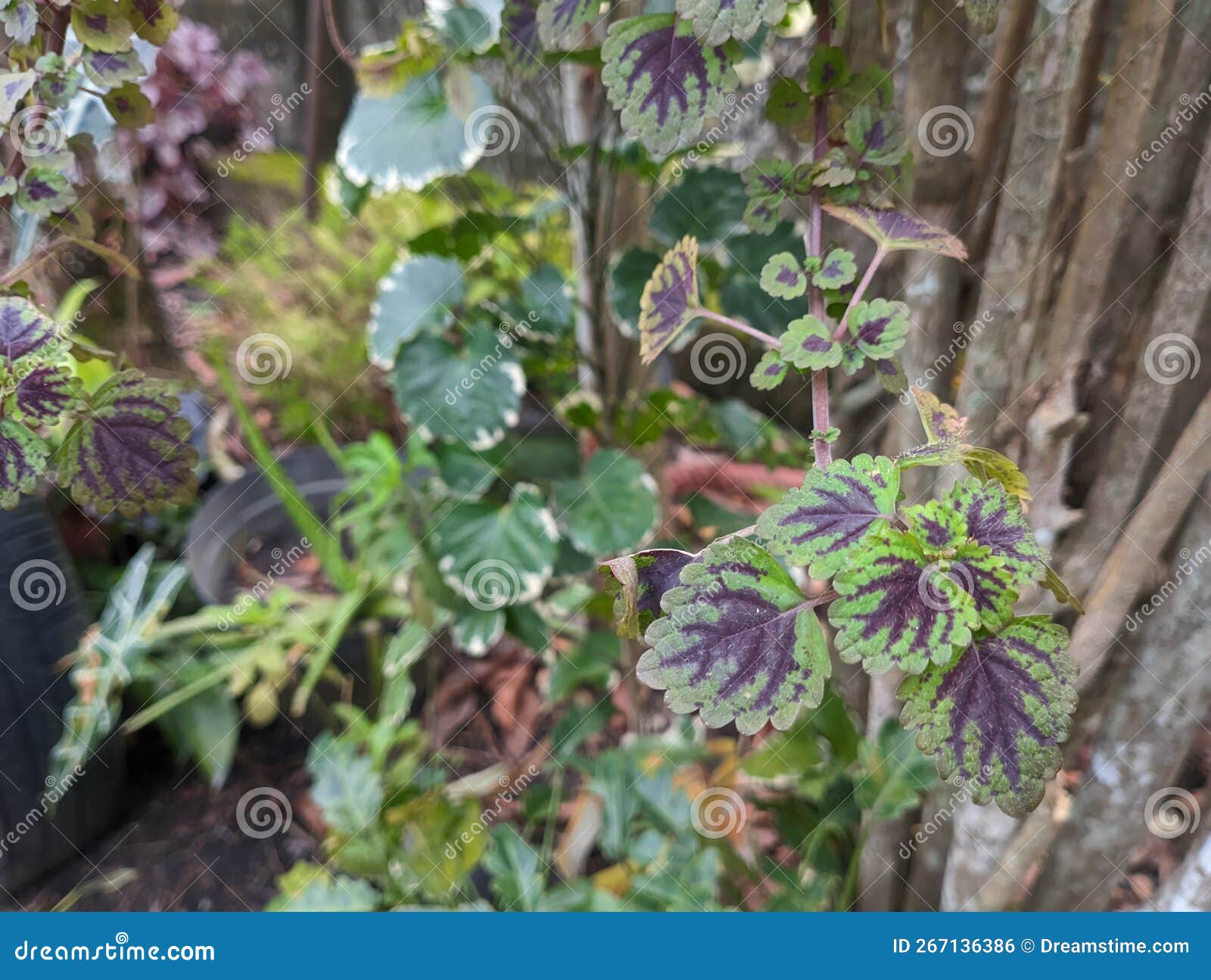 Coleus. Flower Plants in the Garden Stock Photo - Image of flower ...