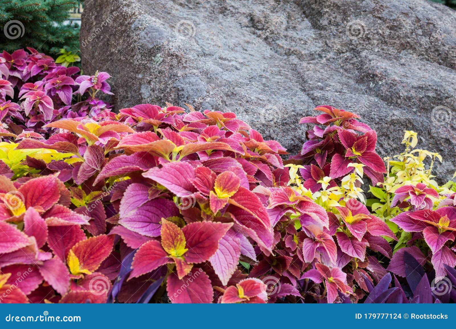 Coleus in the Flowerbed Near the Stone Stock Photo - Image of gray ...
