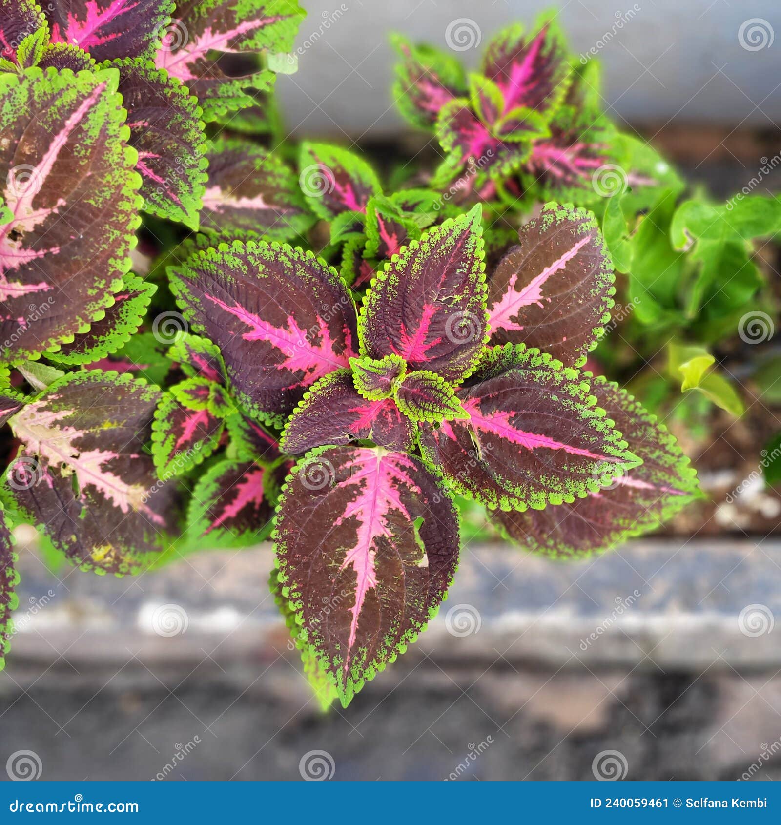 Coleus flowers plant stock image. Image of garden, wildflower - 240059461