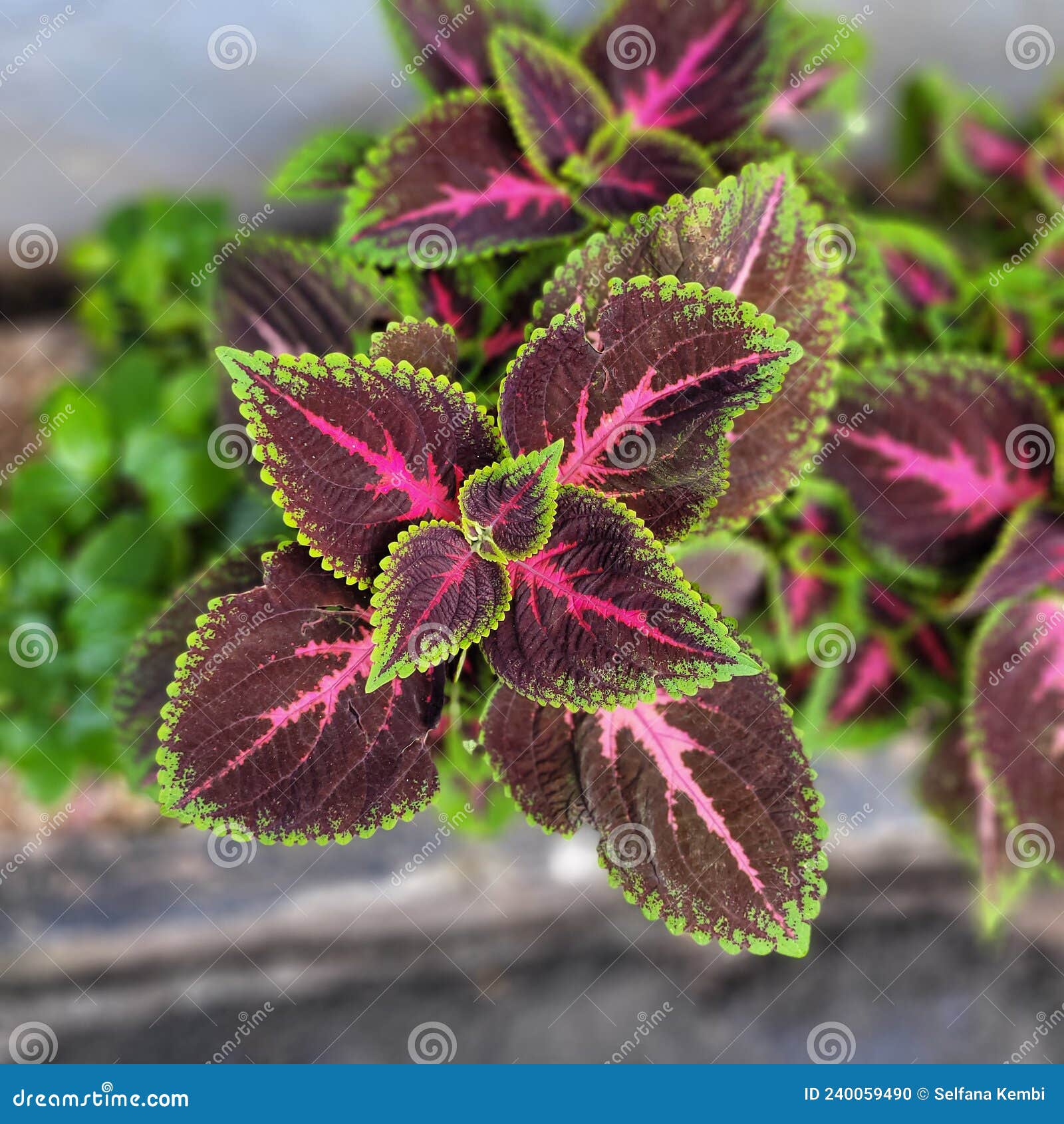 Coleus flowers plant stock photo. Image of purple, leaf - 240059490