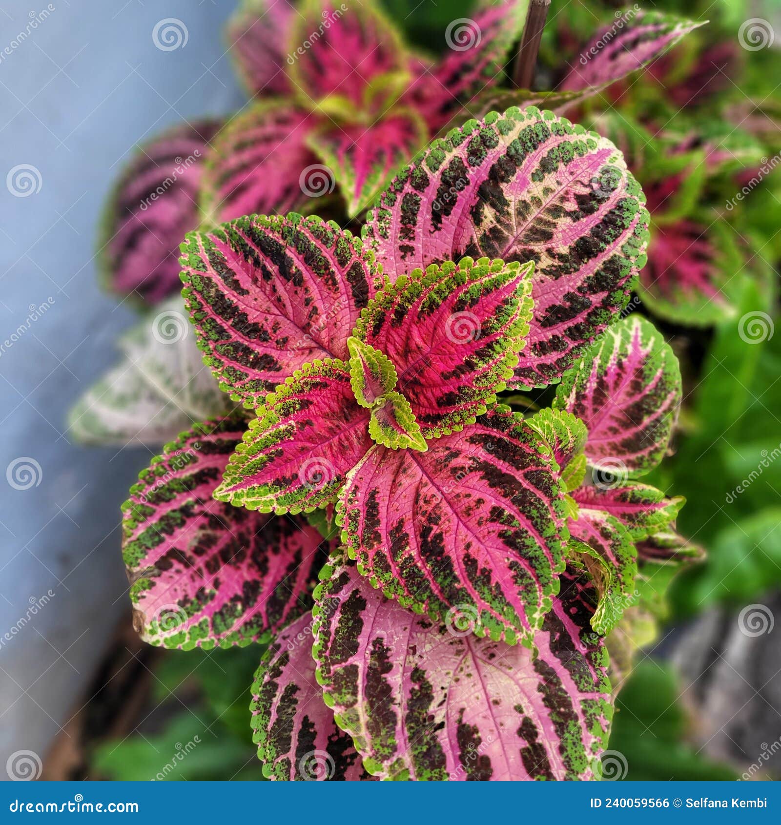 Coleus flowers plant stock photo. Image of plant, petal - 240059566