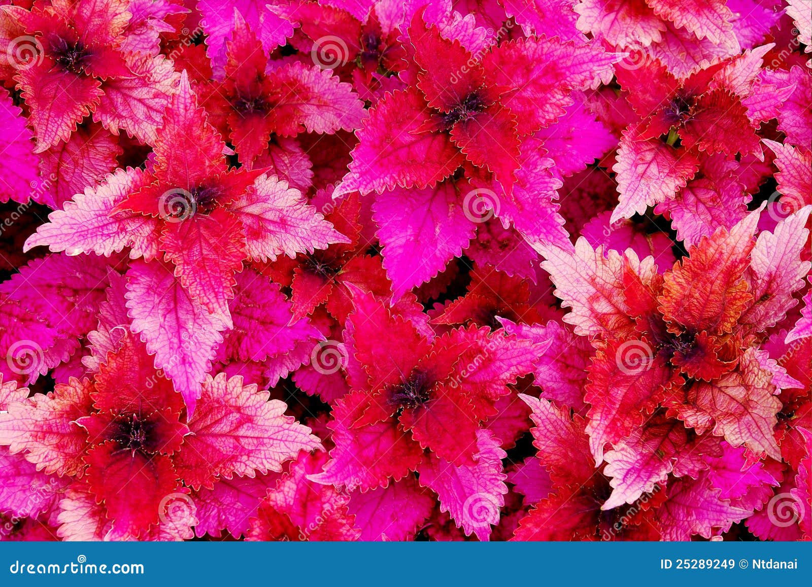 Coleus fuchsia de couleur image stock. Image du tropiques - 25289249