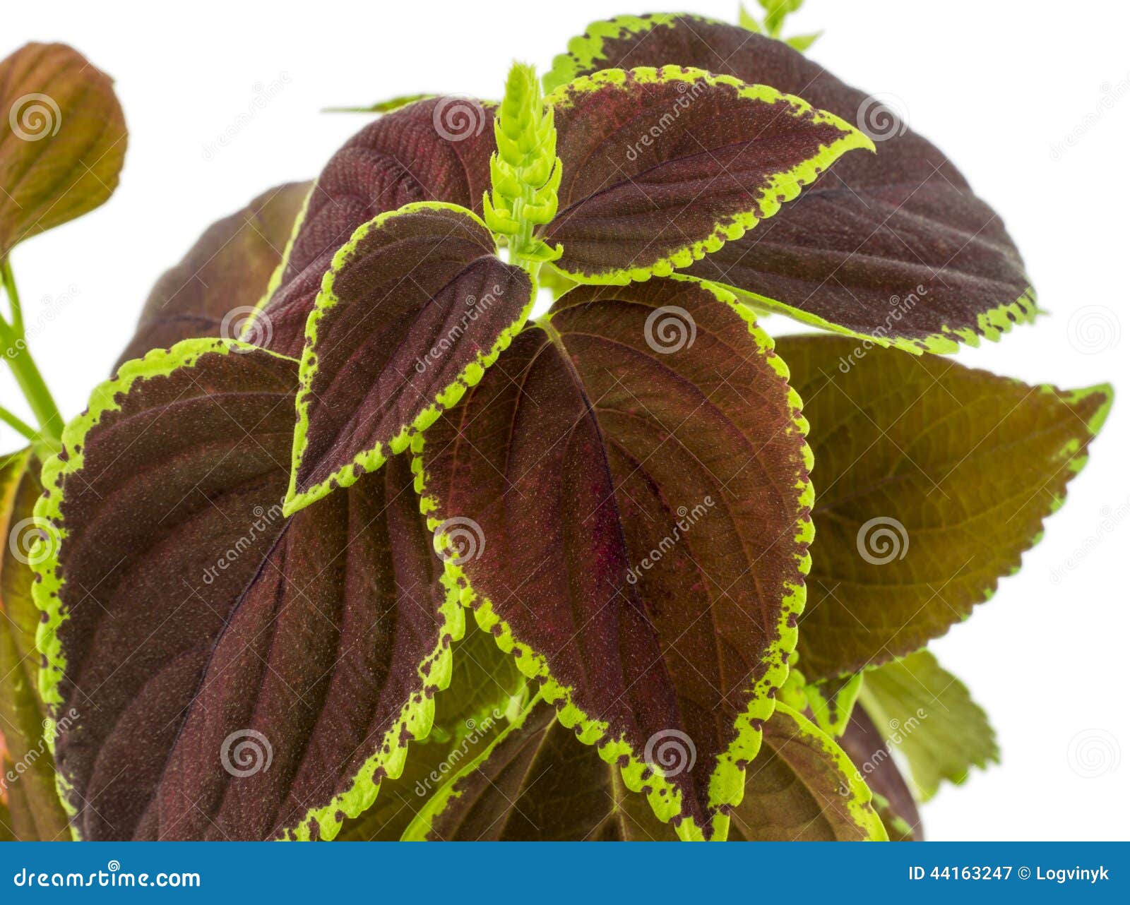 Coleus Isolated Over White Background. for Your Stock Image - Image of ...