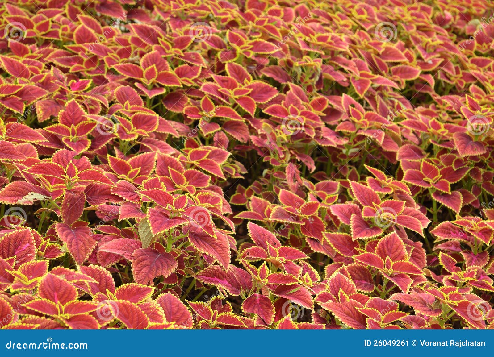 Coleus Leaves (Painted Nettle,Flame Nettle) Stock Image - Image of ...