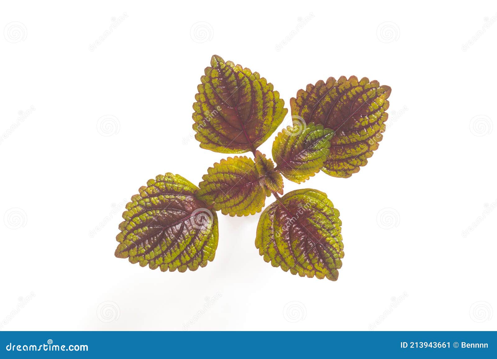 Coleus Leaves on White Background. Stock Image - Image of garden ...