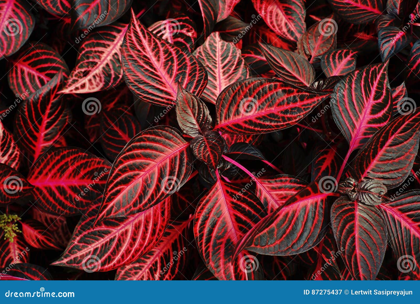 Coleus or Painted nettle stock image. Image of decorative - 87275437