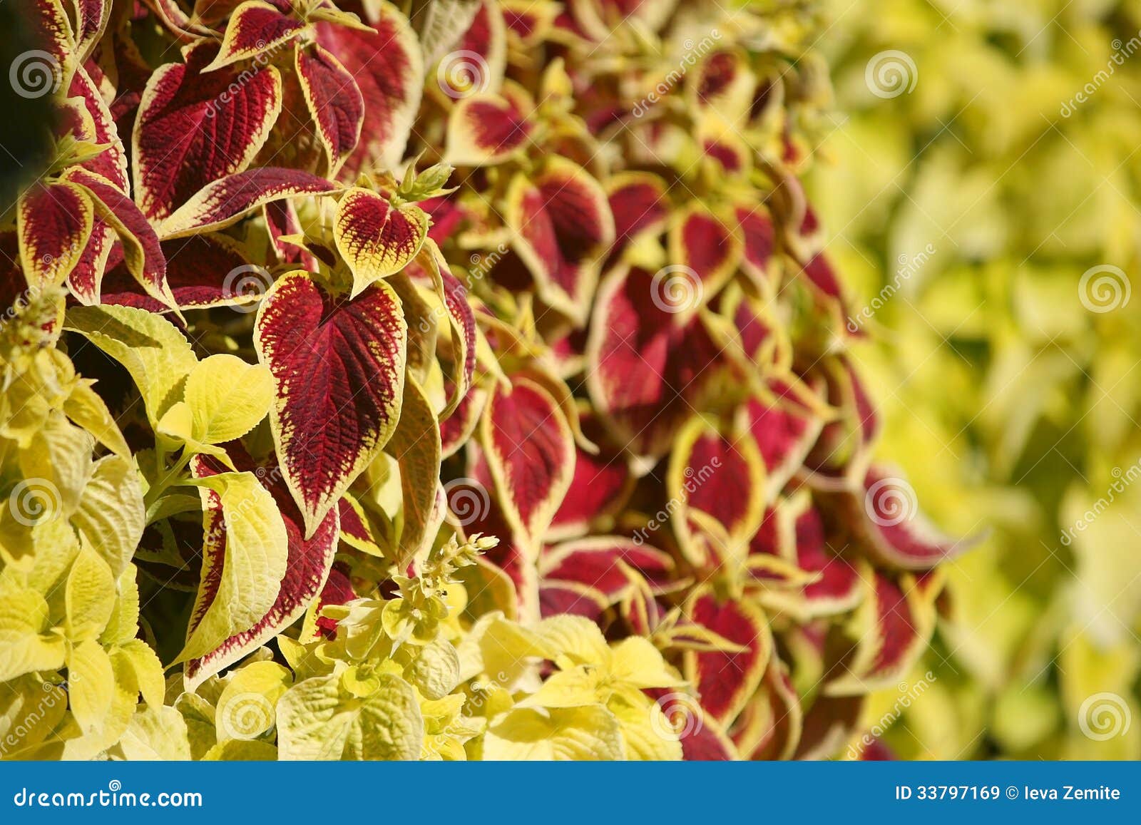 Gold Coleus Stock Photos - Free & Royalty-Free Stock Photos from Dreamstime