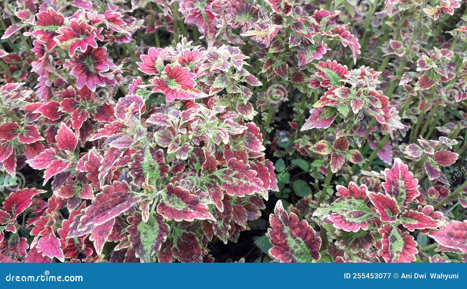 Coleus plant in the garden stock image. Image of petal - 255453077