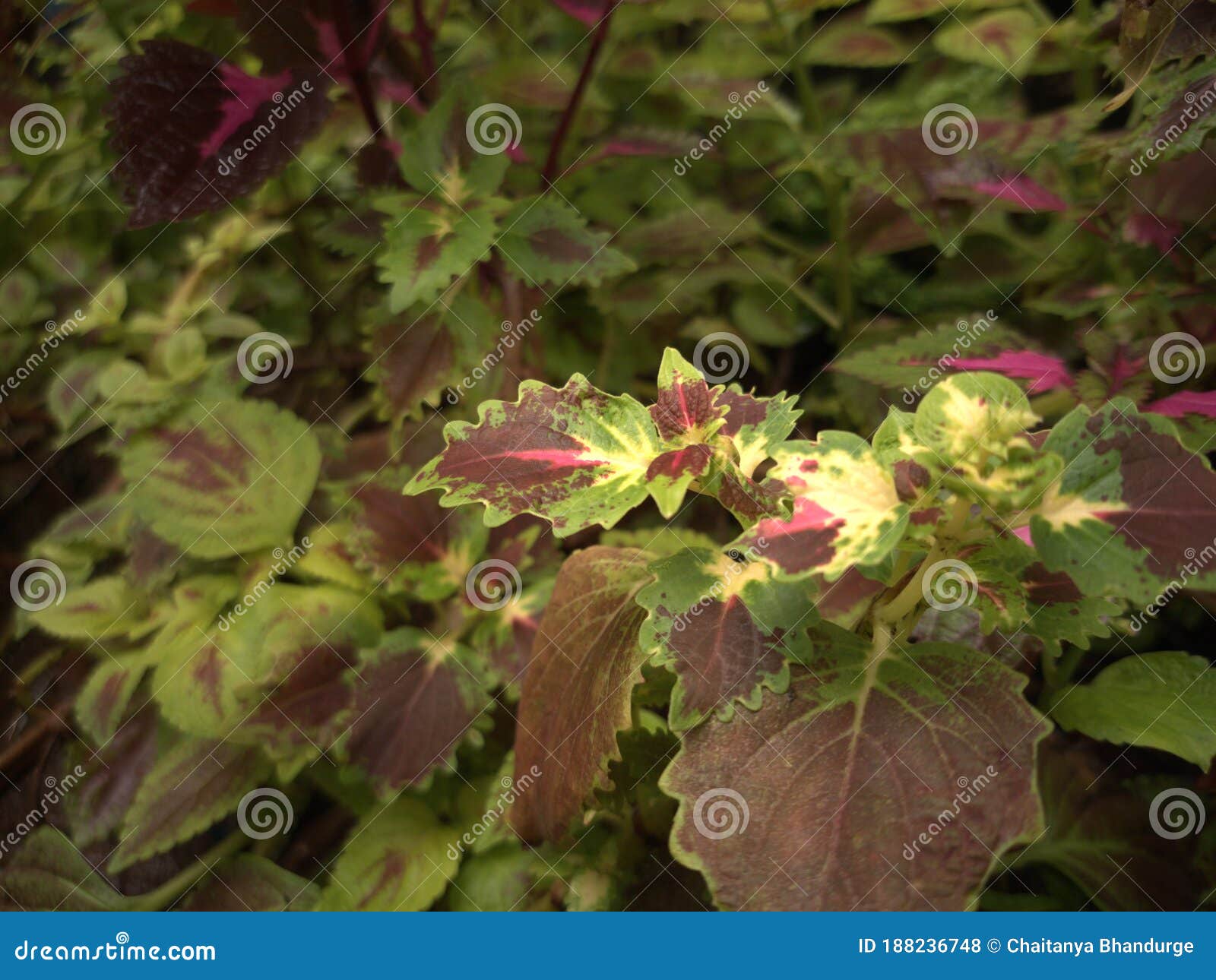 Coleus Plant ,Painted Nettle Nature. Stock Photo - Image of wildflower ...