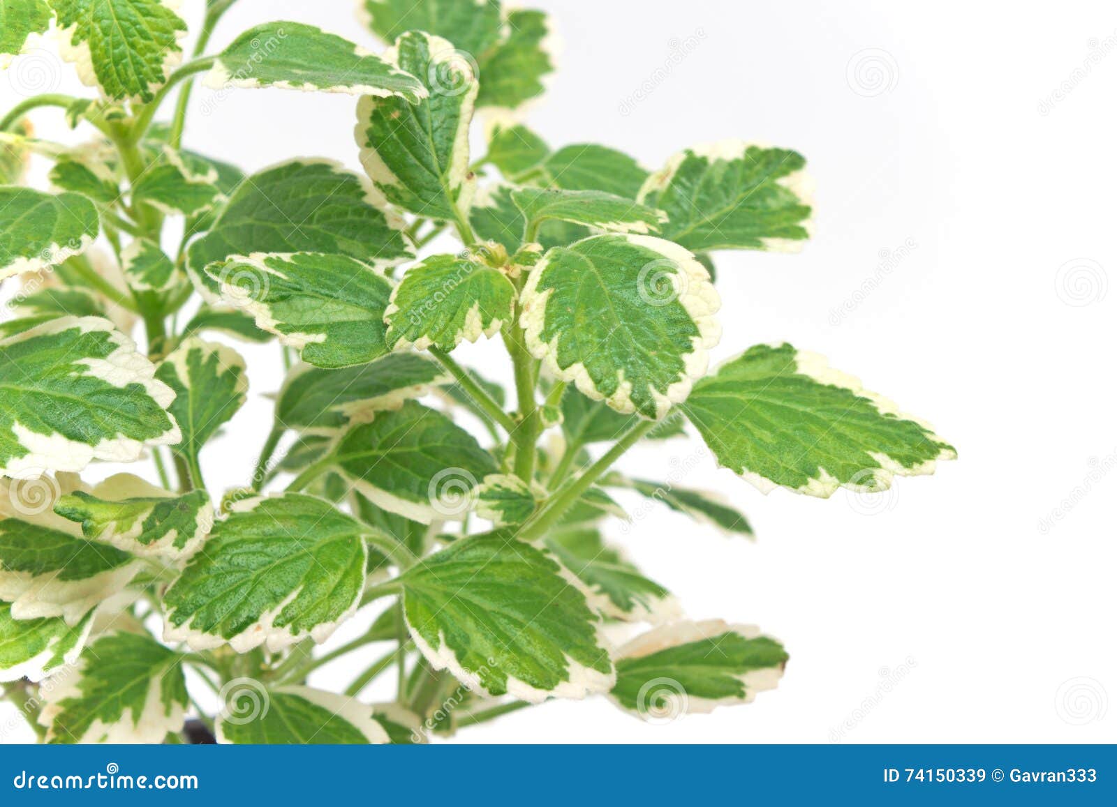 Coleus Plant - Plectranthus Scutellarioides Stock Image - Image of ...