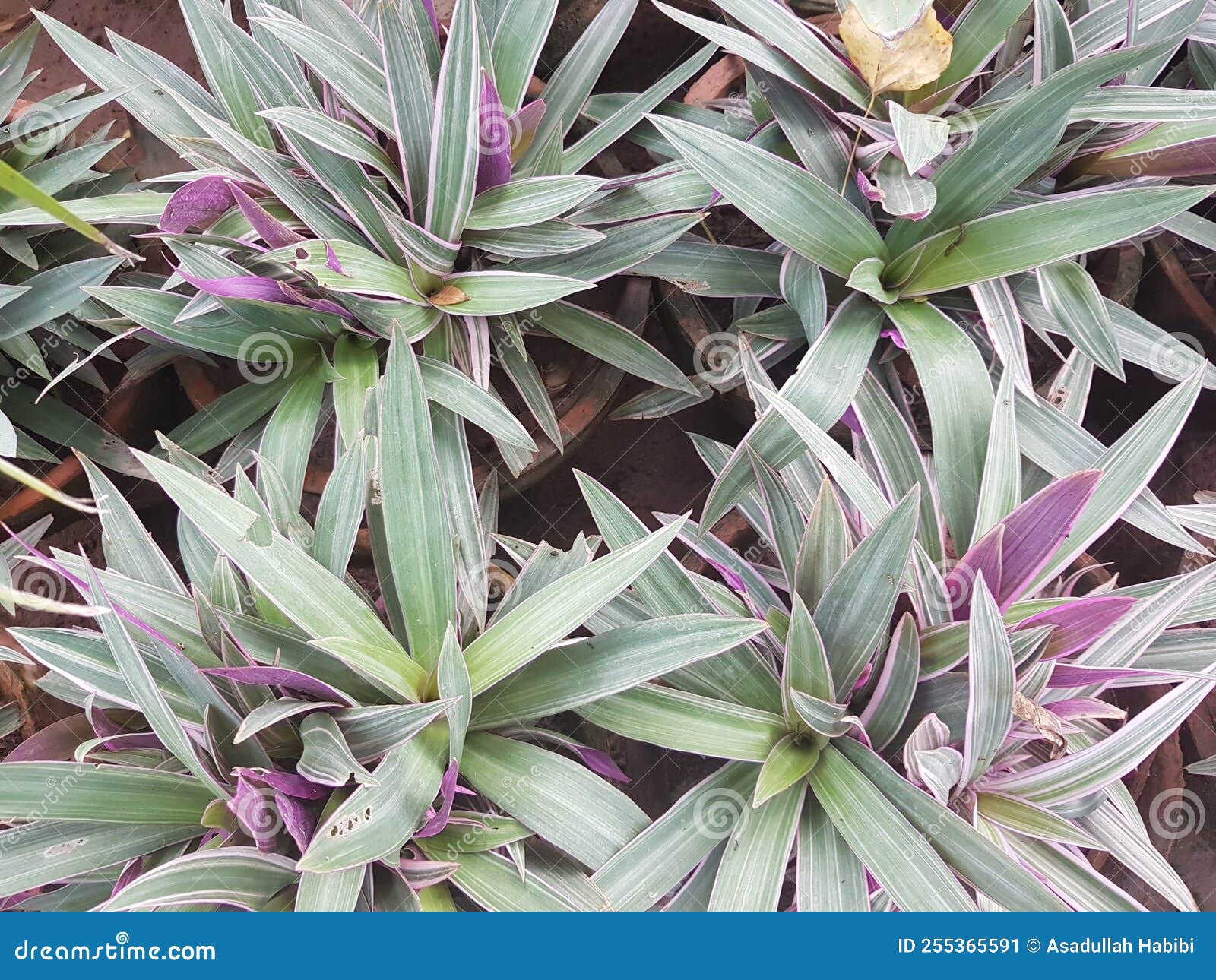 Coleus Plantas Hojas Moradas Y Verdes Imagen de archivo - Imagen de ...