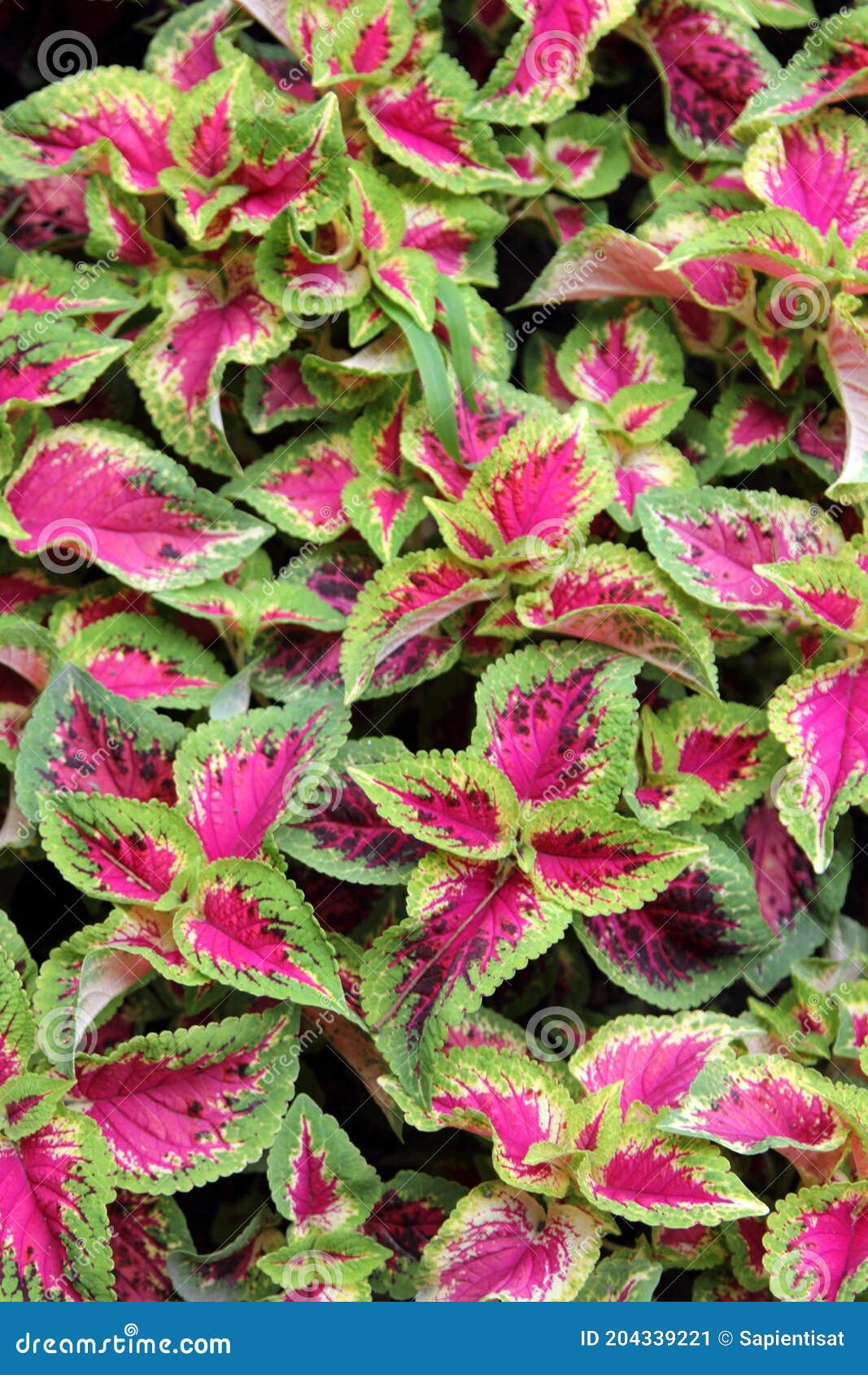 Coleus plants background stock image. Image of summer - 204339221