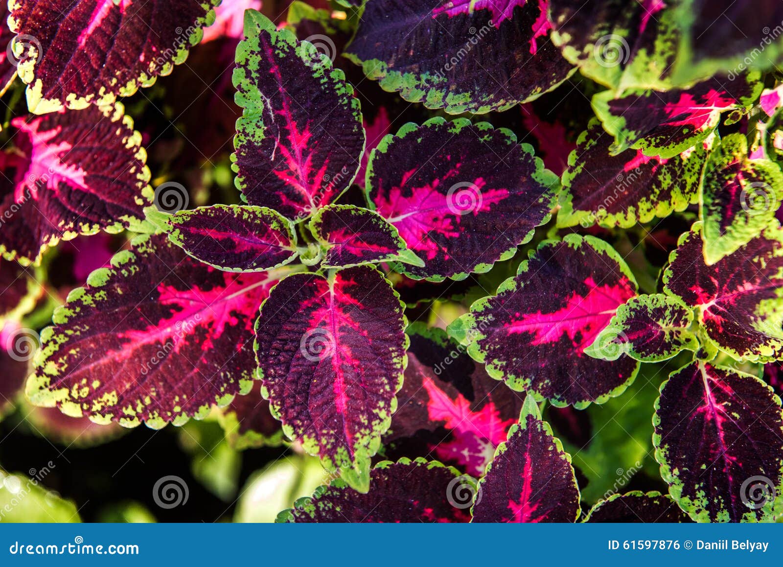 Coleus Plants with Colorful Leaves Stock Photo - Image of nature ...
