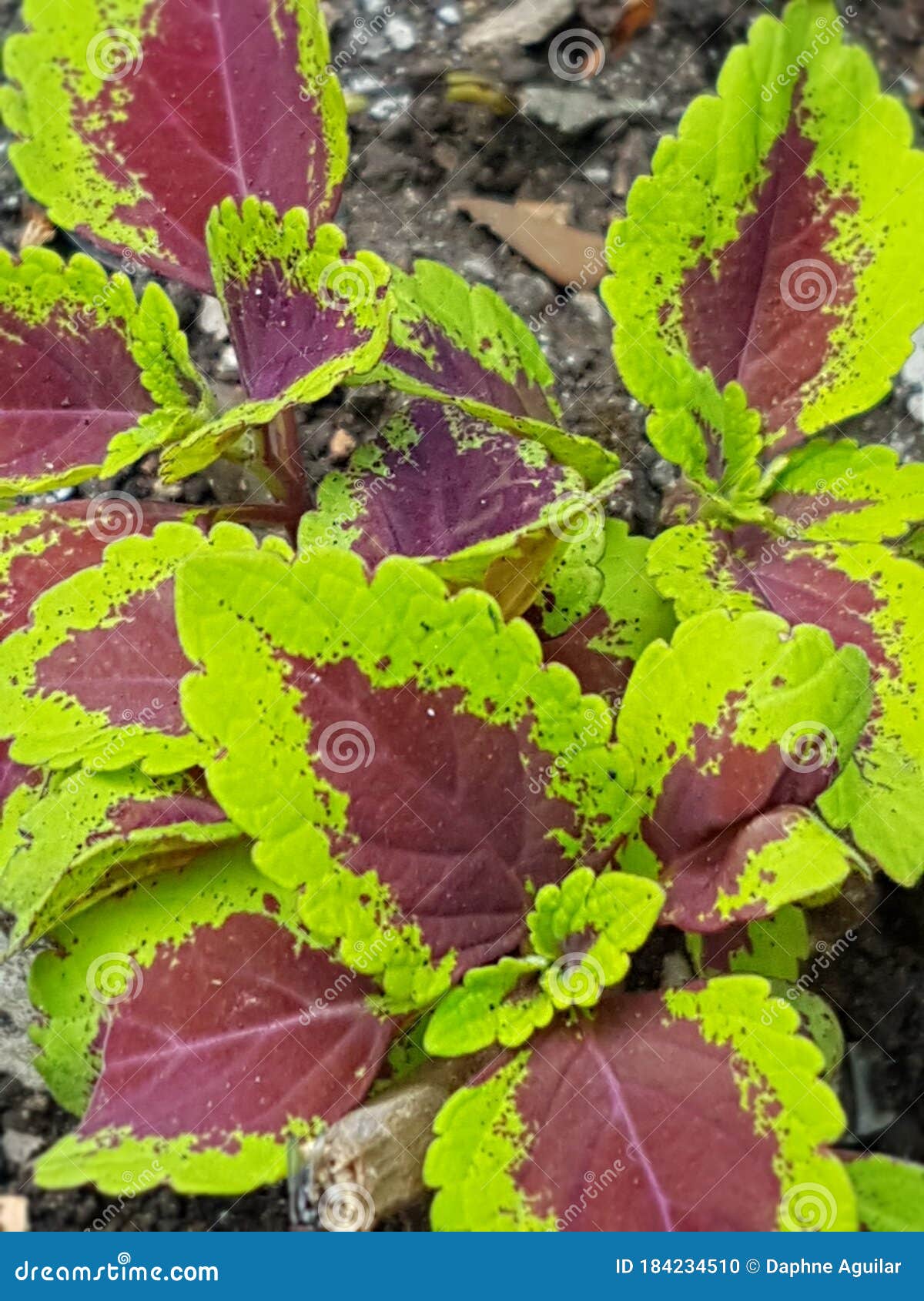 Mayana Plants In Indonesia That Can Be Used As Ornamental Plants And ...