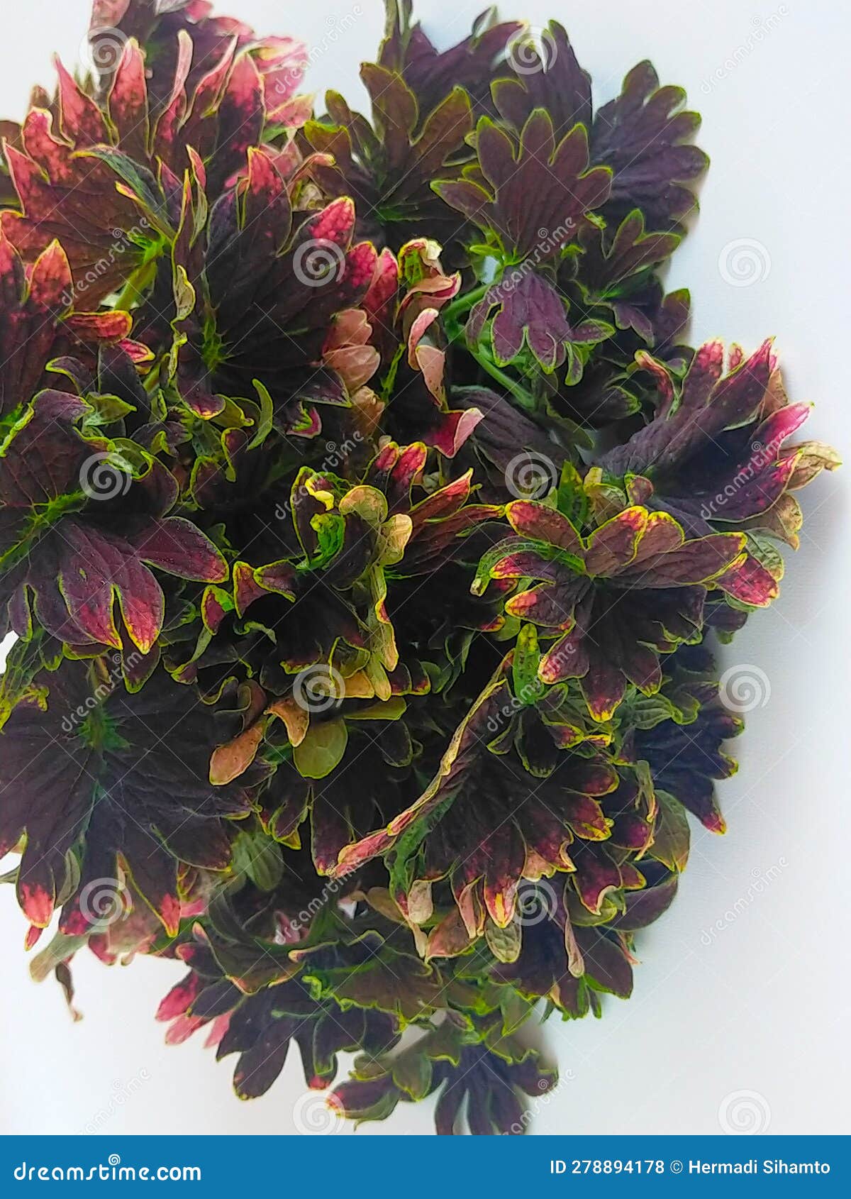 Coleus Plants in White Background Stock Photo - Image of green, flower ...