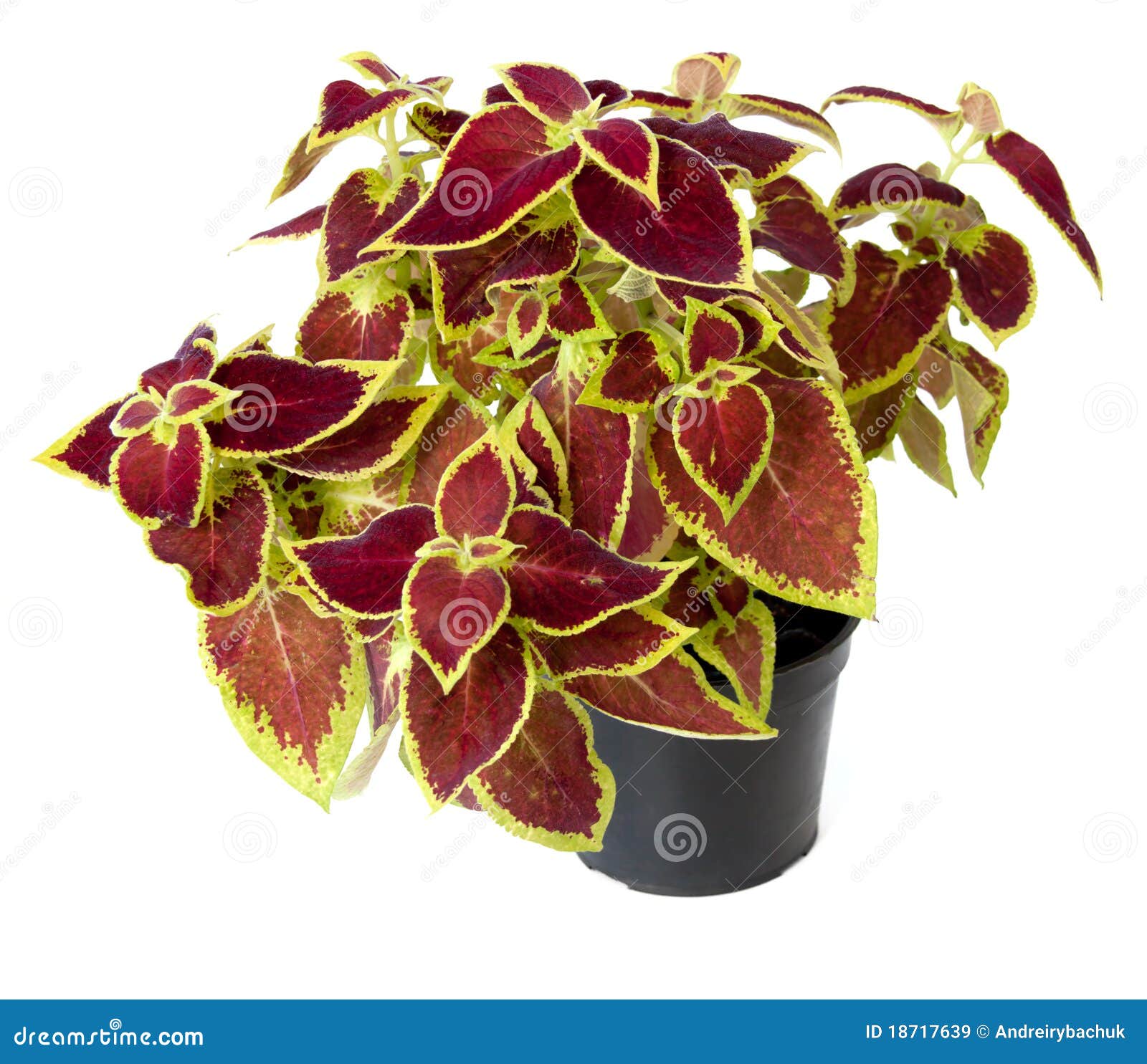 Coleus in a pot stock image. Image of colorful, growth - 18717639
