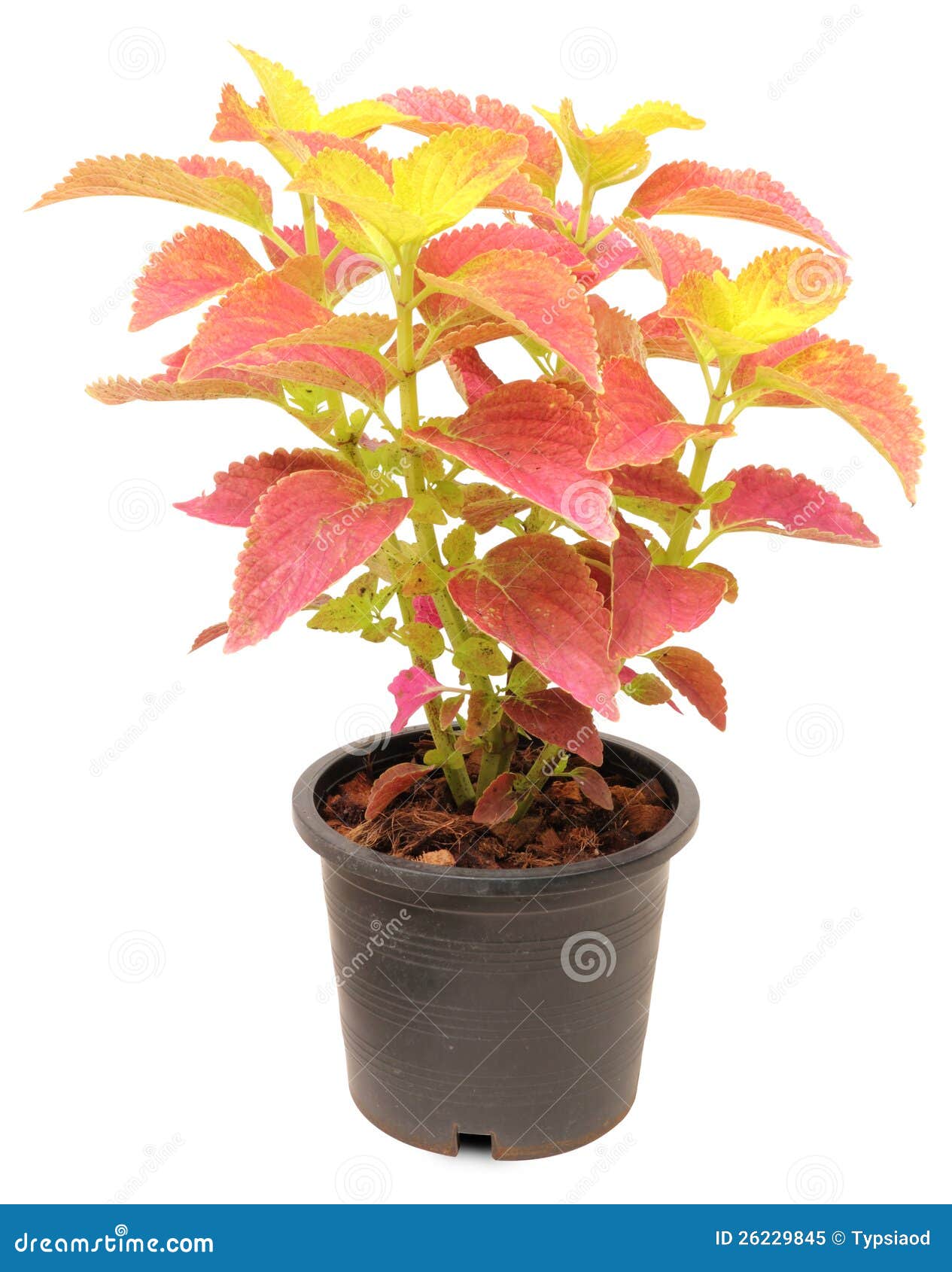 Coleus in a pot stock image. Image of tropical, color - 26229845