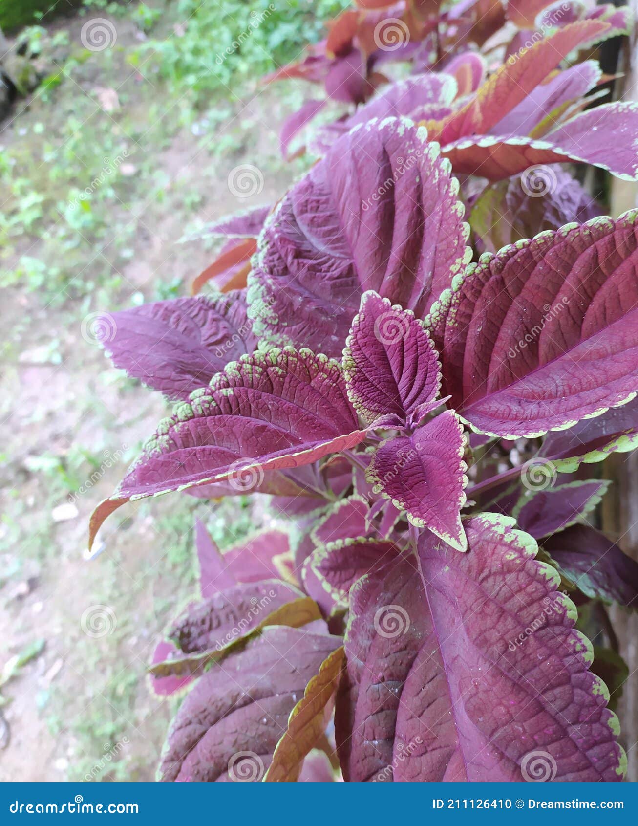 Coleus Purple Flower Naturally Stock Photo - Image of coleus, purple ...