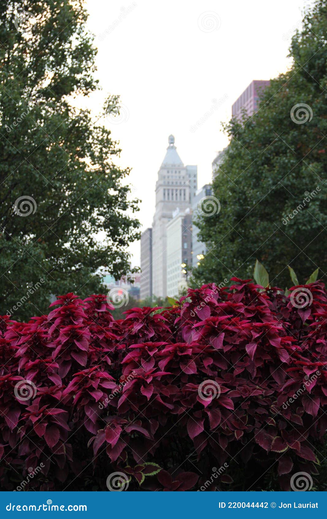 Coleus Redhead Planted in Millennium Park, Metropolitan Tower in the ...