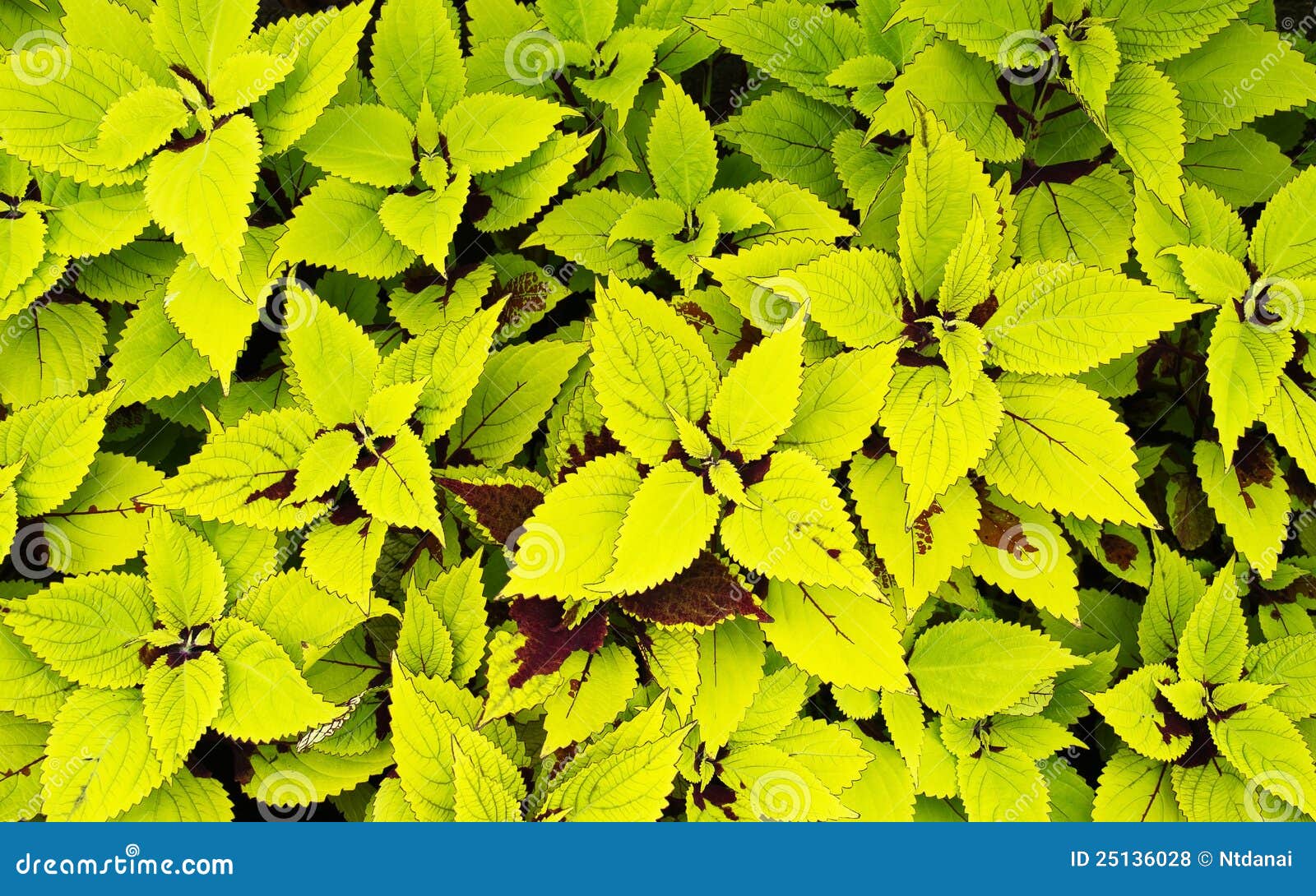 Coleus verde de dois tons foto de stock. Imagem de tropical - 25136028