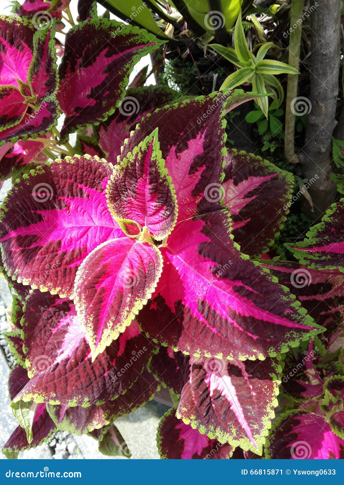 Coleus Versa Watermelon Plant Editorial Photo - Image of nature, coleus ...