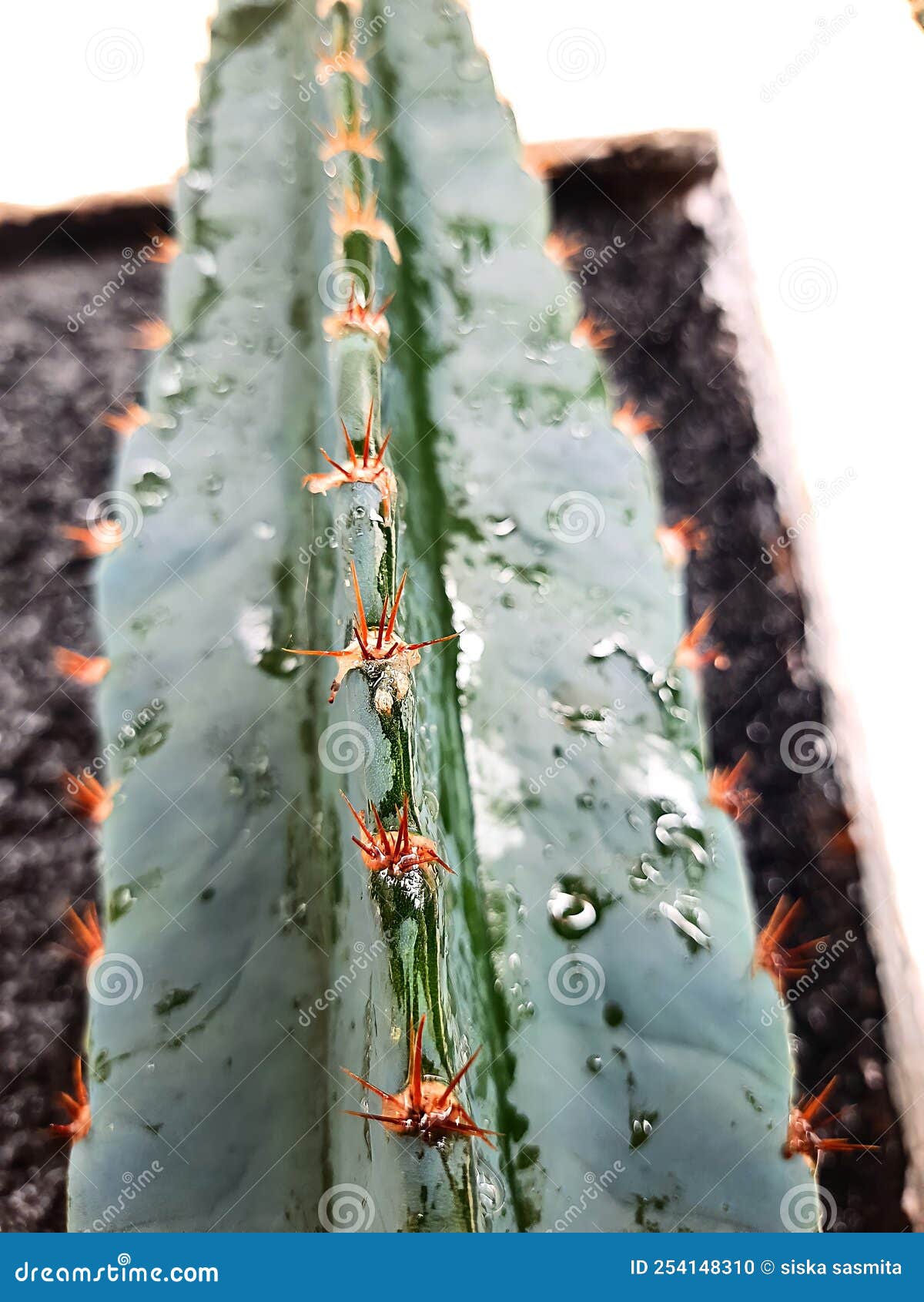 Colgar Las Espinas De Cactus Foto de archivo - Imagen de cacto, verde ...