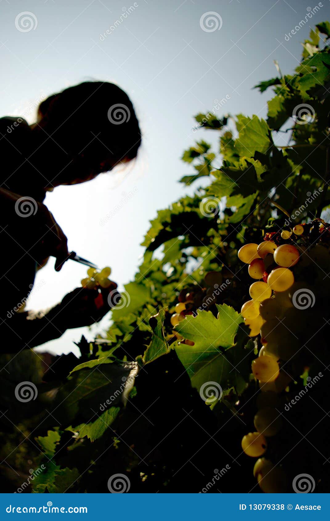 Colha a colheita foto de stock. Imagem de corte, agricultura - 13079338