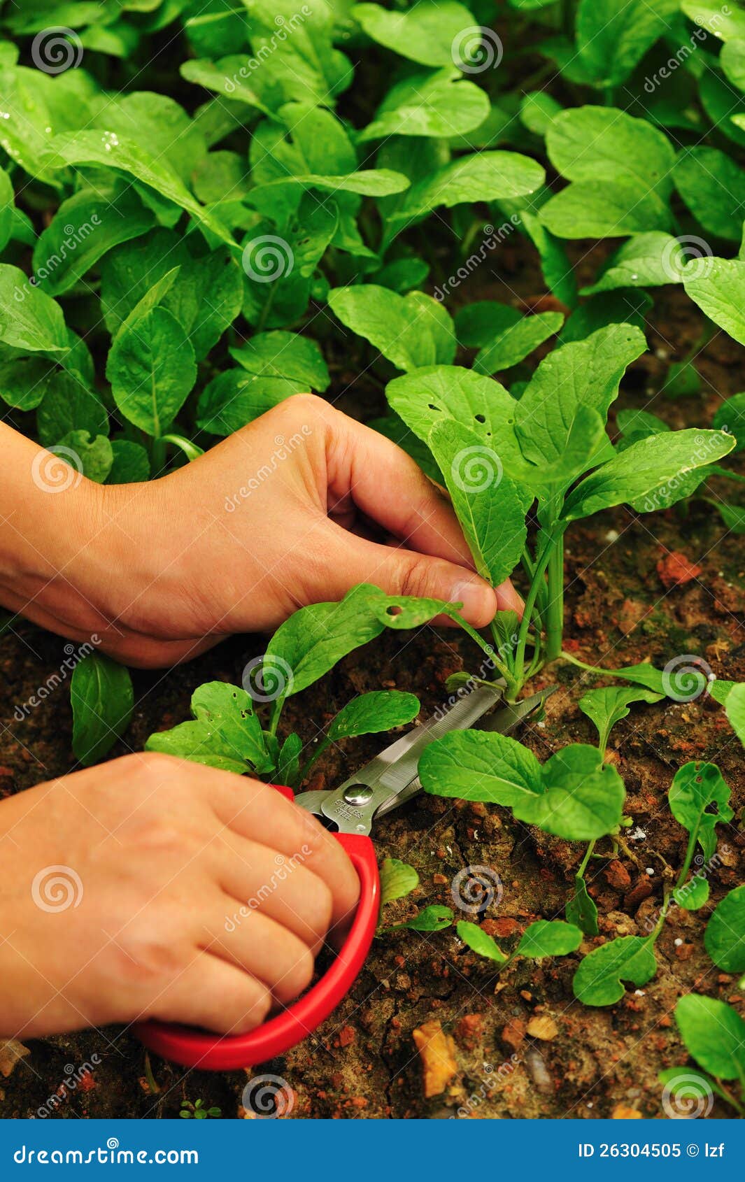 Colha o vegetal imagem de stock. Imagem de folha, colheita - 26304505