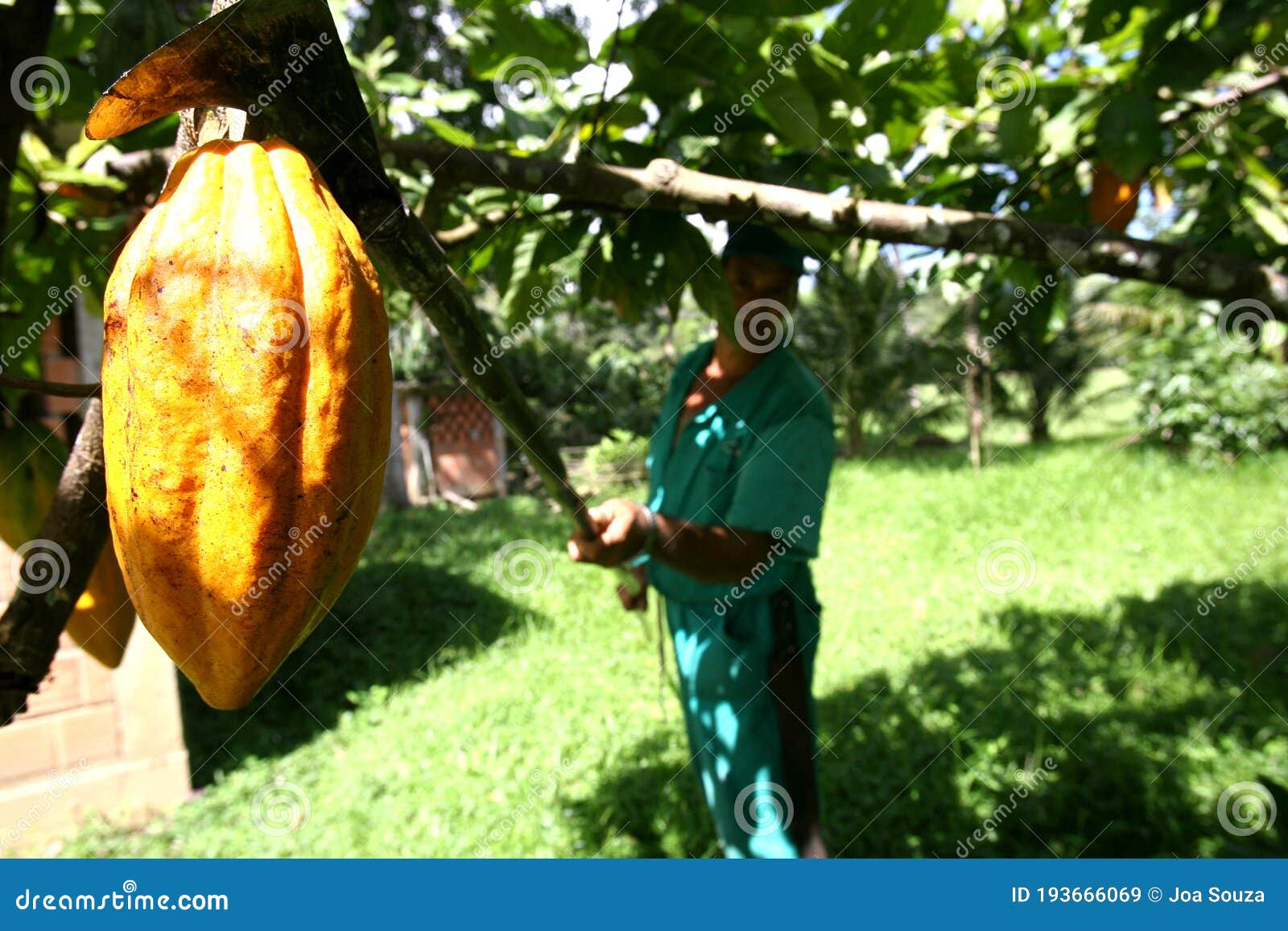 Colheita De Cacau No Sul Da Bahia Imagem de Stock Editorial - Imagem de ... Colheita De Cacau No Sul Da Bahia Imagem de Stock Editorial - Imagem de ...