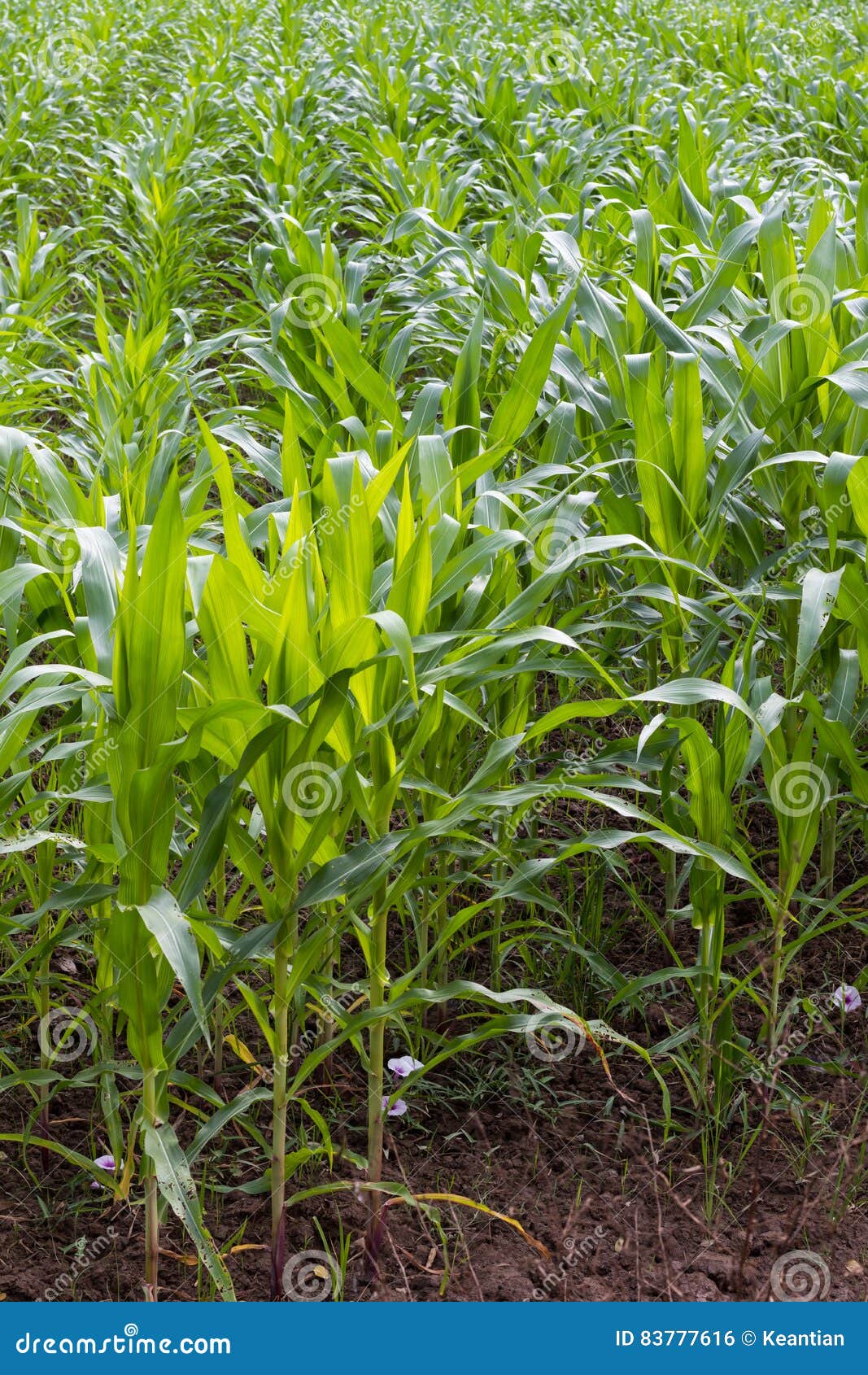 Colheitas Das Folhas Do Milho Foto de Stock - Imagem de milho, paisagem ...