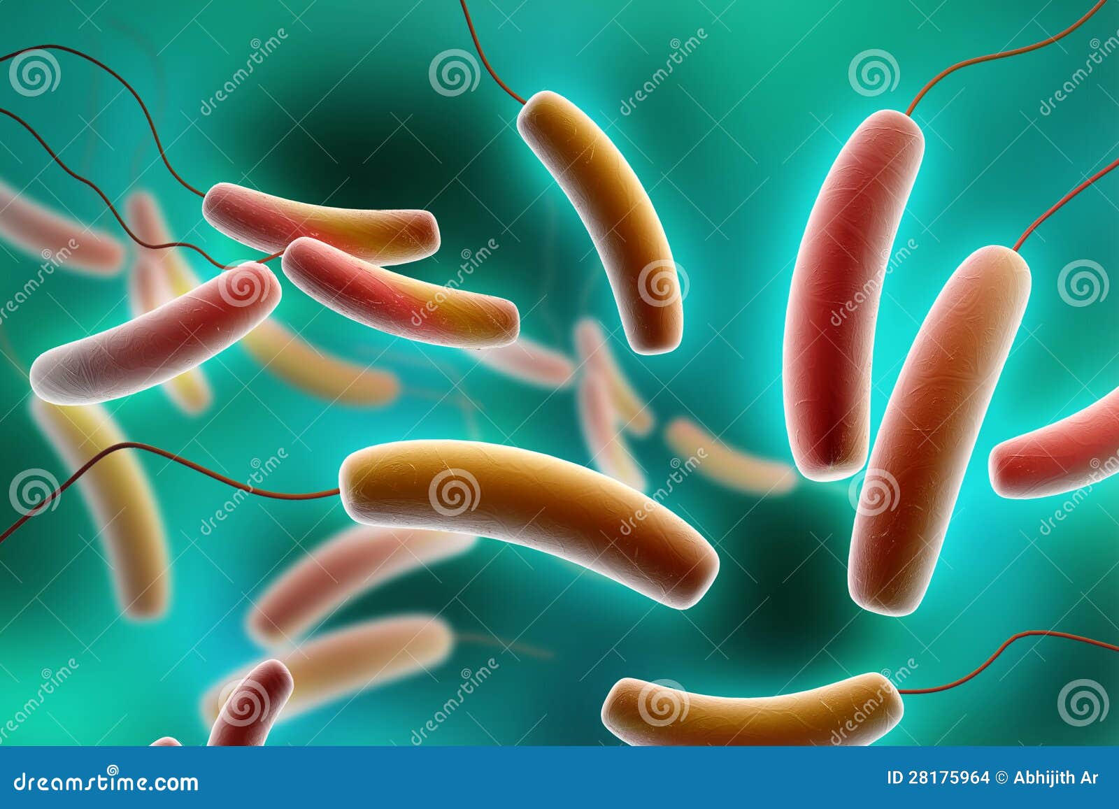 Coli bakterie ilustracji. Ilustracja złożonej z biologia - 28175964