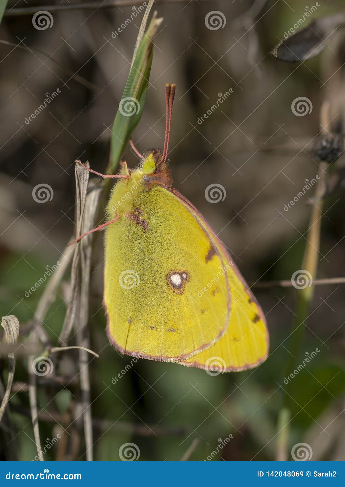 Colias Croceus, Clouded Yellow Butterfly Stock Image - Image of sunny ...